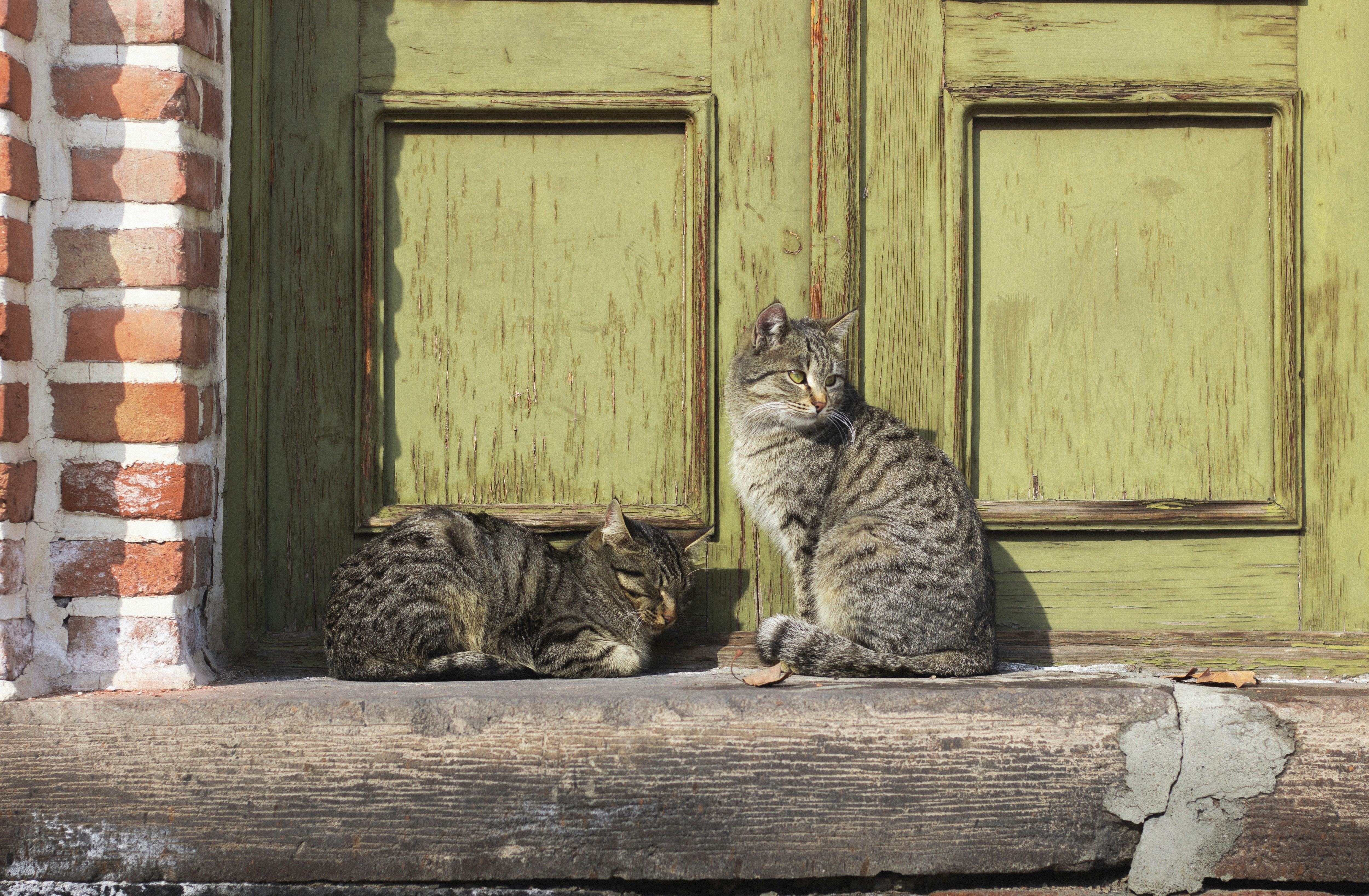 Two tabby cats rest on a wooden doorstep against an aged green door under warm sunlight.