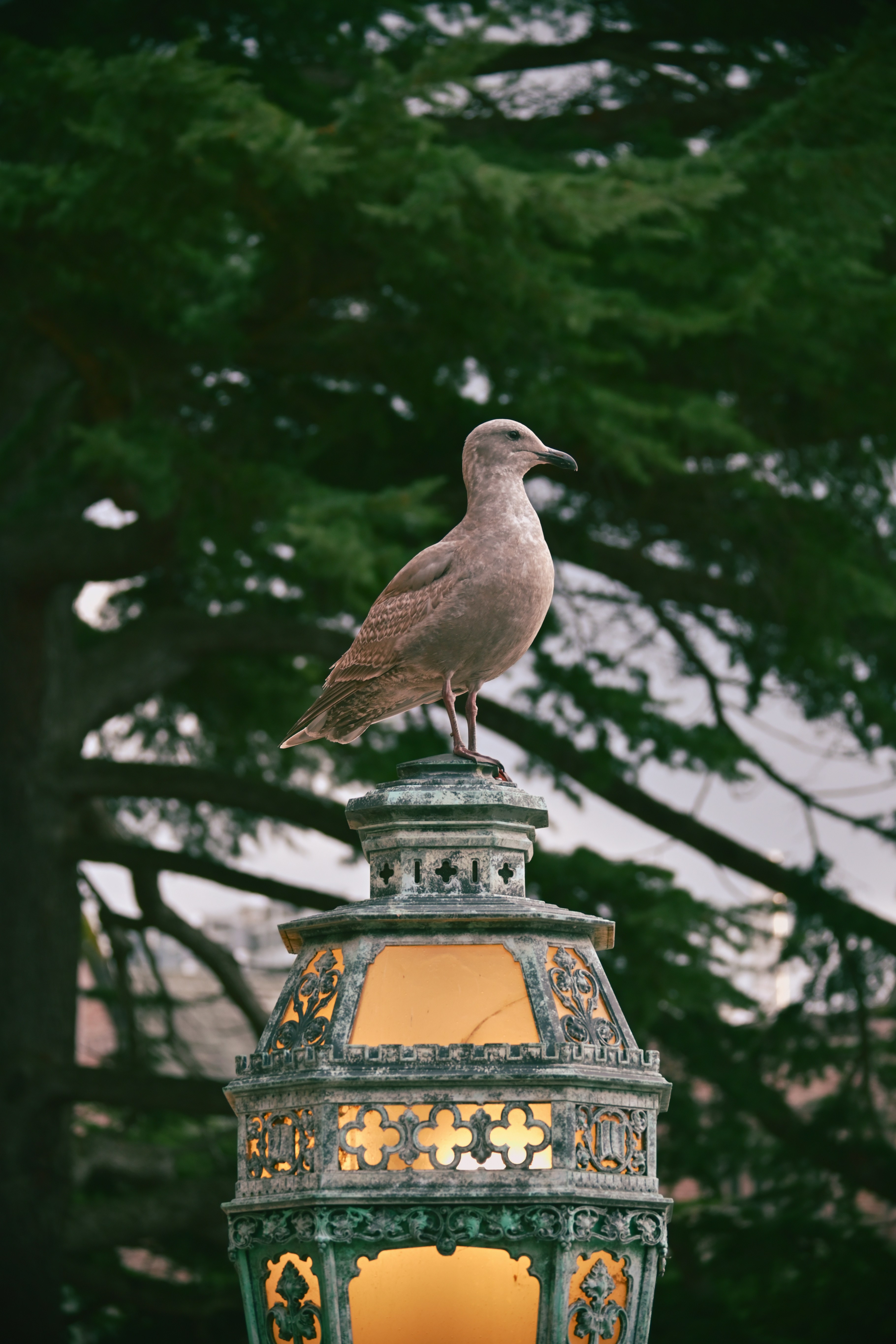 Photo by Fleeting Glow with Nikon Z30