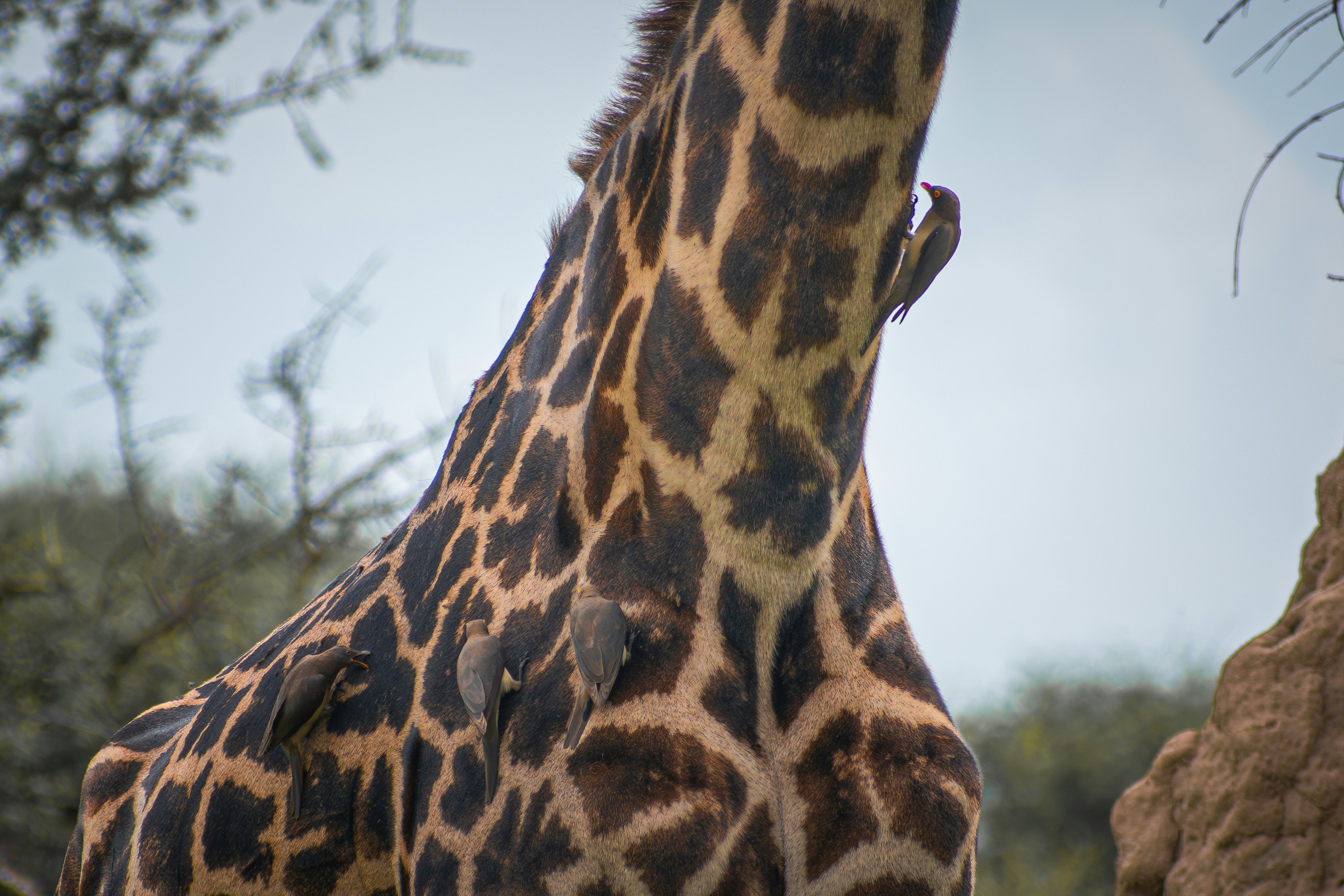 Symbiotic Harmony: Giraffe and Oxpeckers in Tanzania