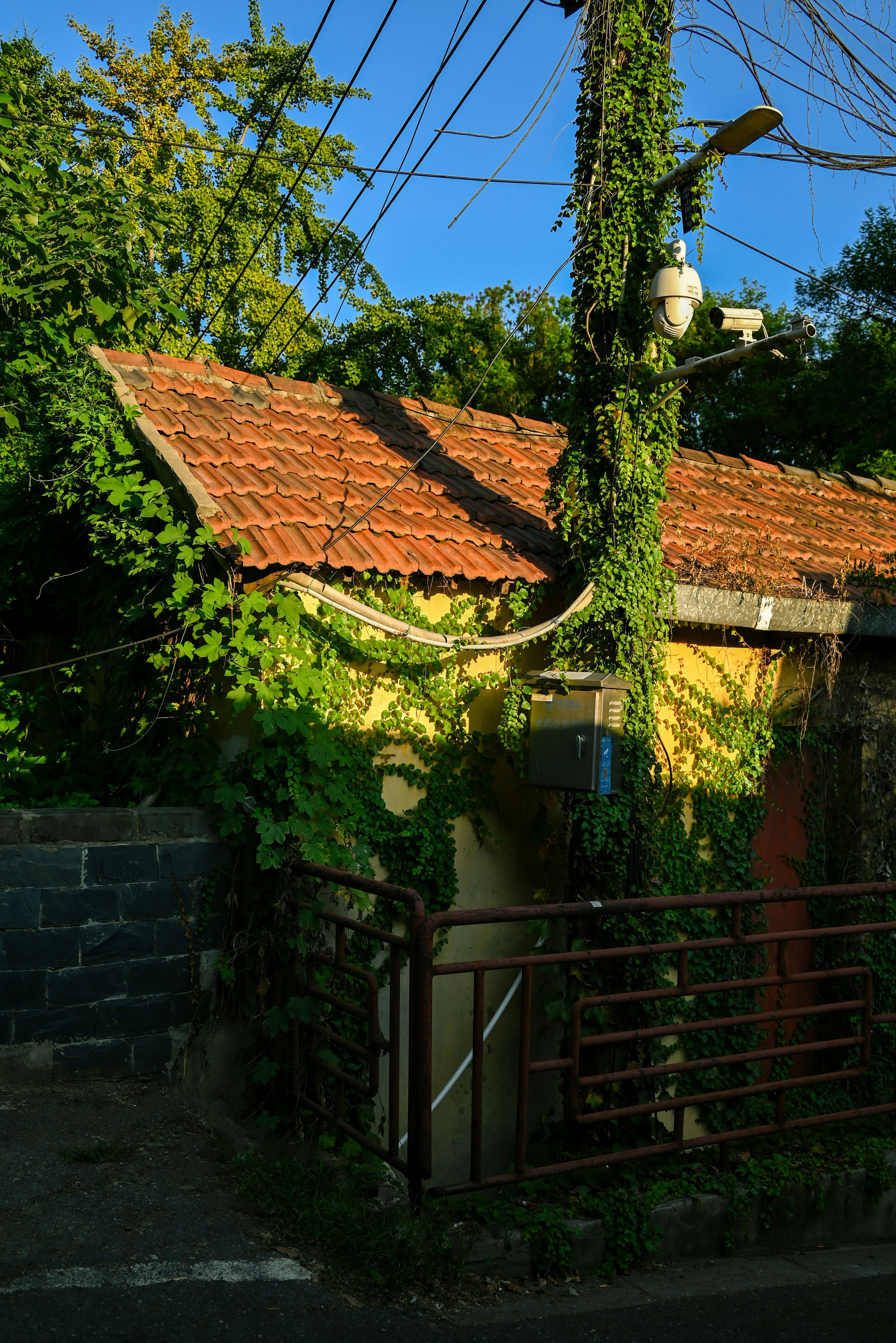 Ivy-Clad Tile Roof Under a Web of Wires