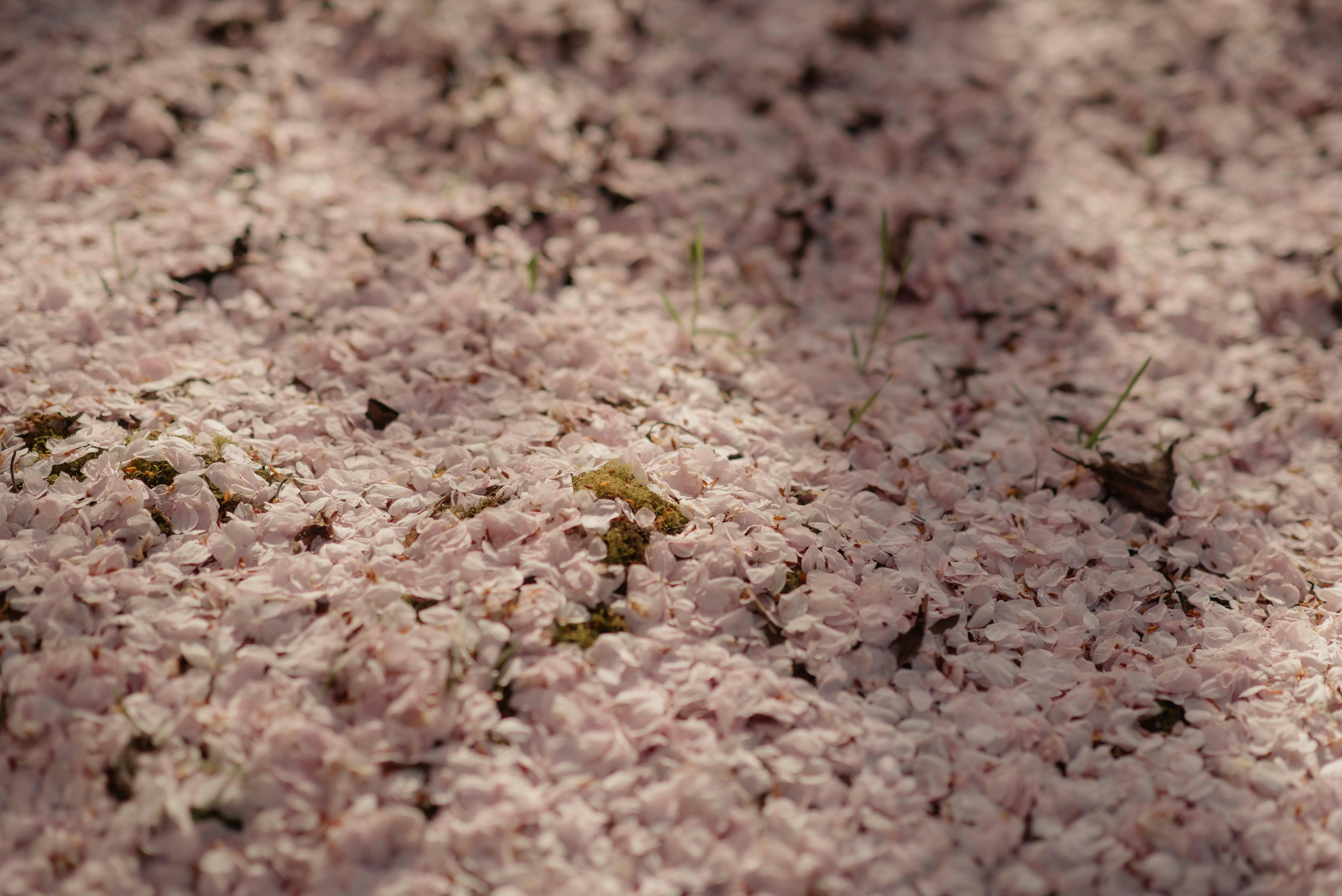 Petal Fallen Carpet Under Gentle Dappled Light