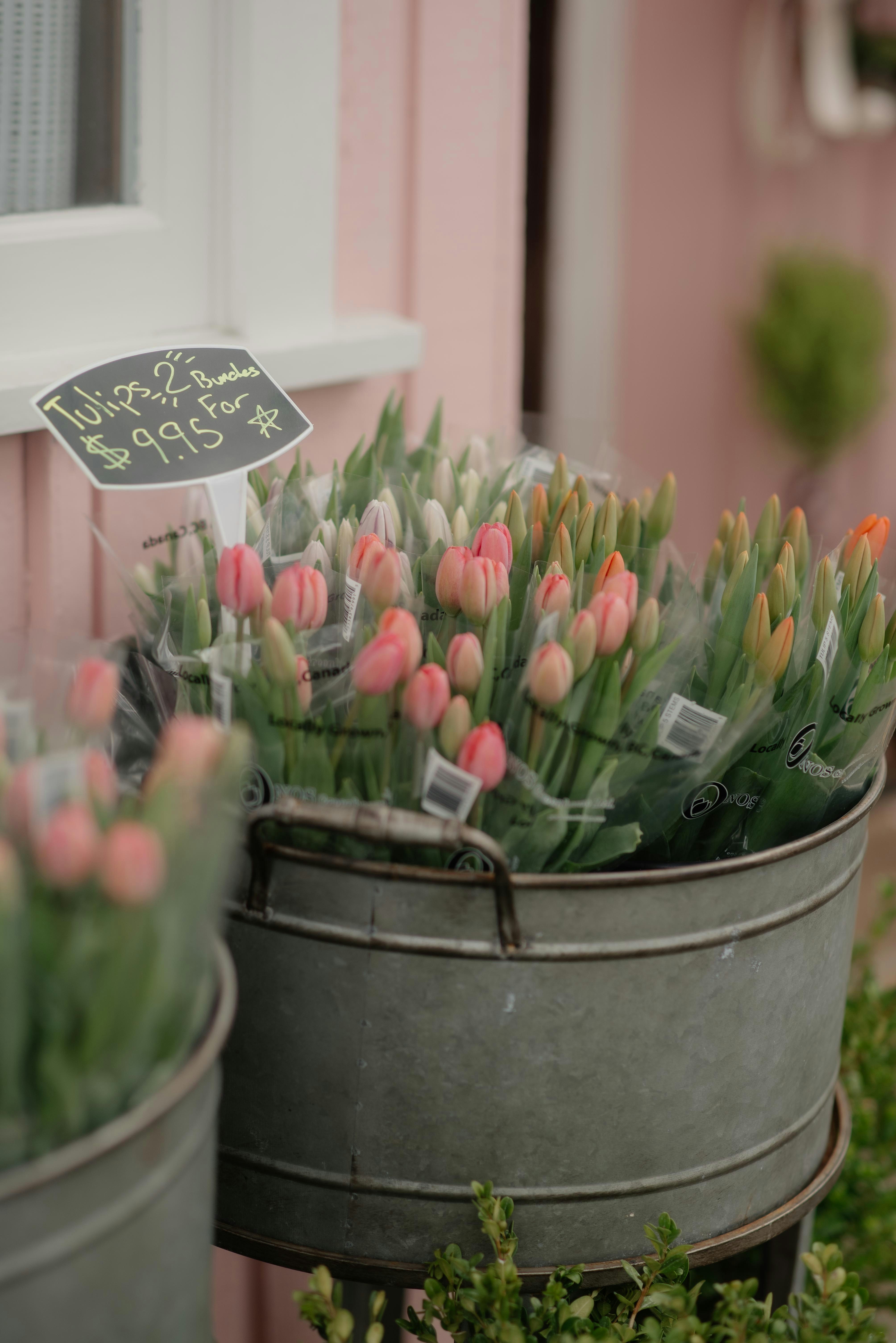 Tin Bucket Tulips: A Soft Spring Display Near a Pink Door