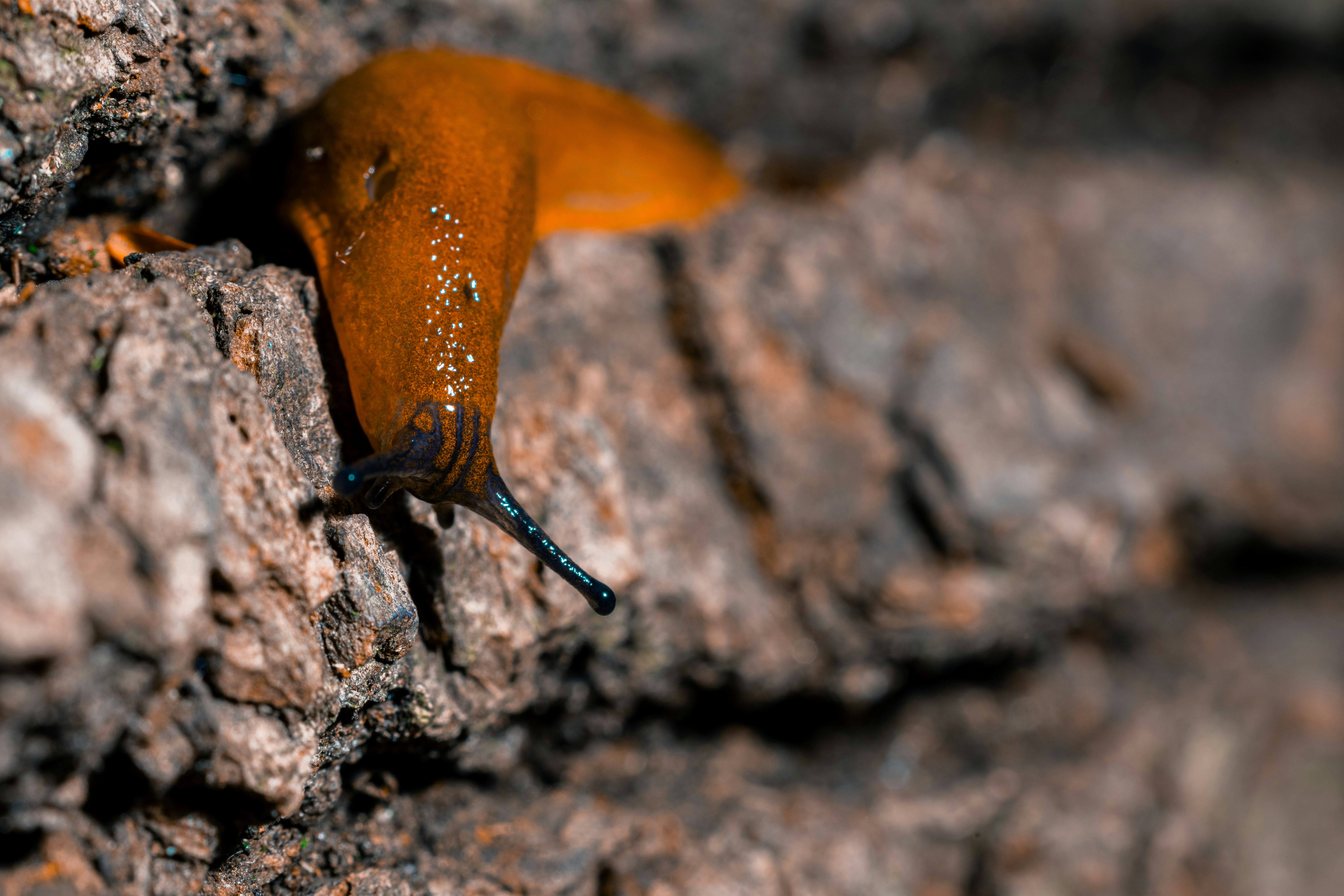 Earthy Journey: A Snail's Perspective