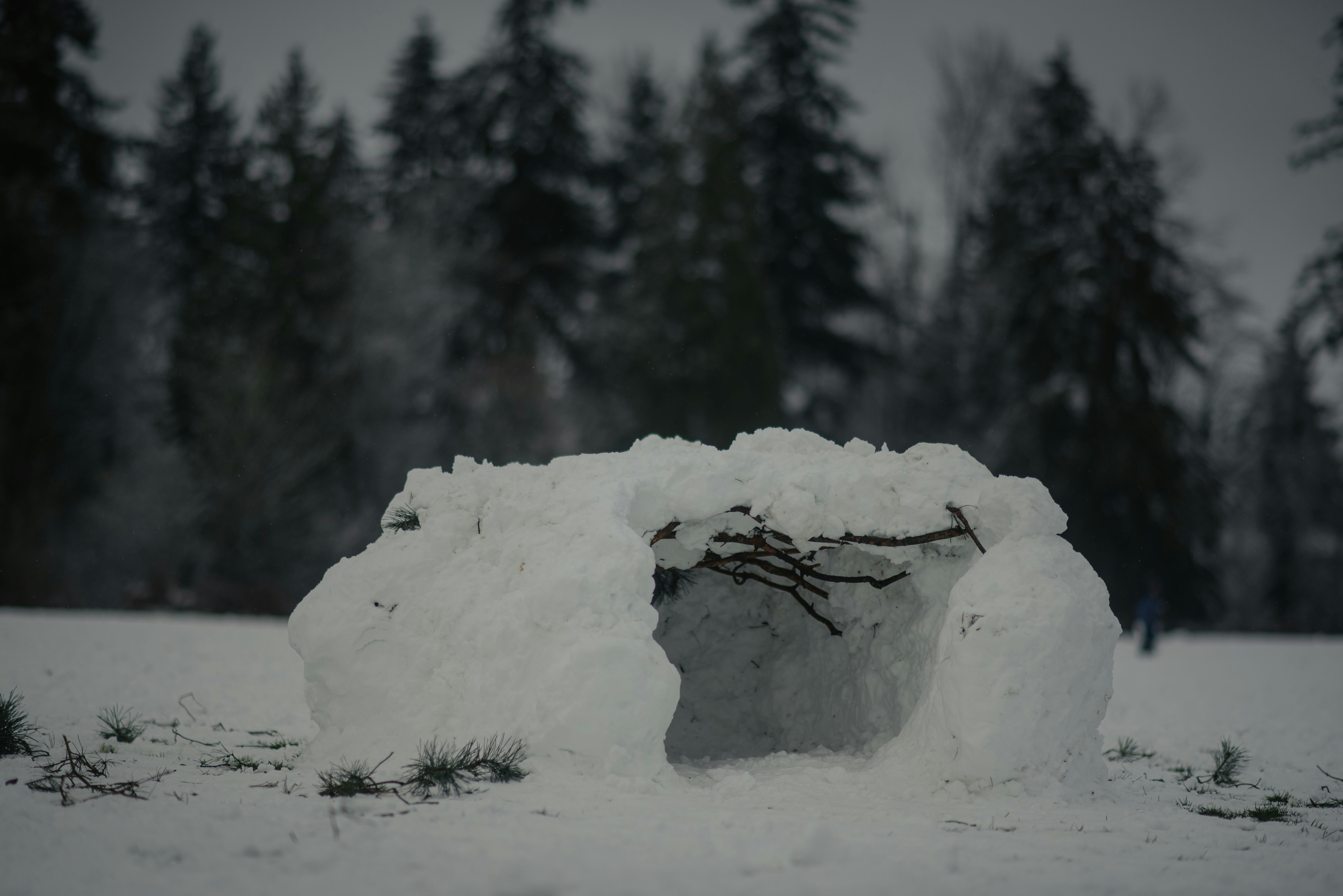 Winter's Quiet Arch: A Snow Shelter Carved in a Snowfield Against a Dark Forest