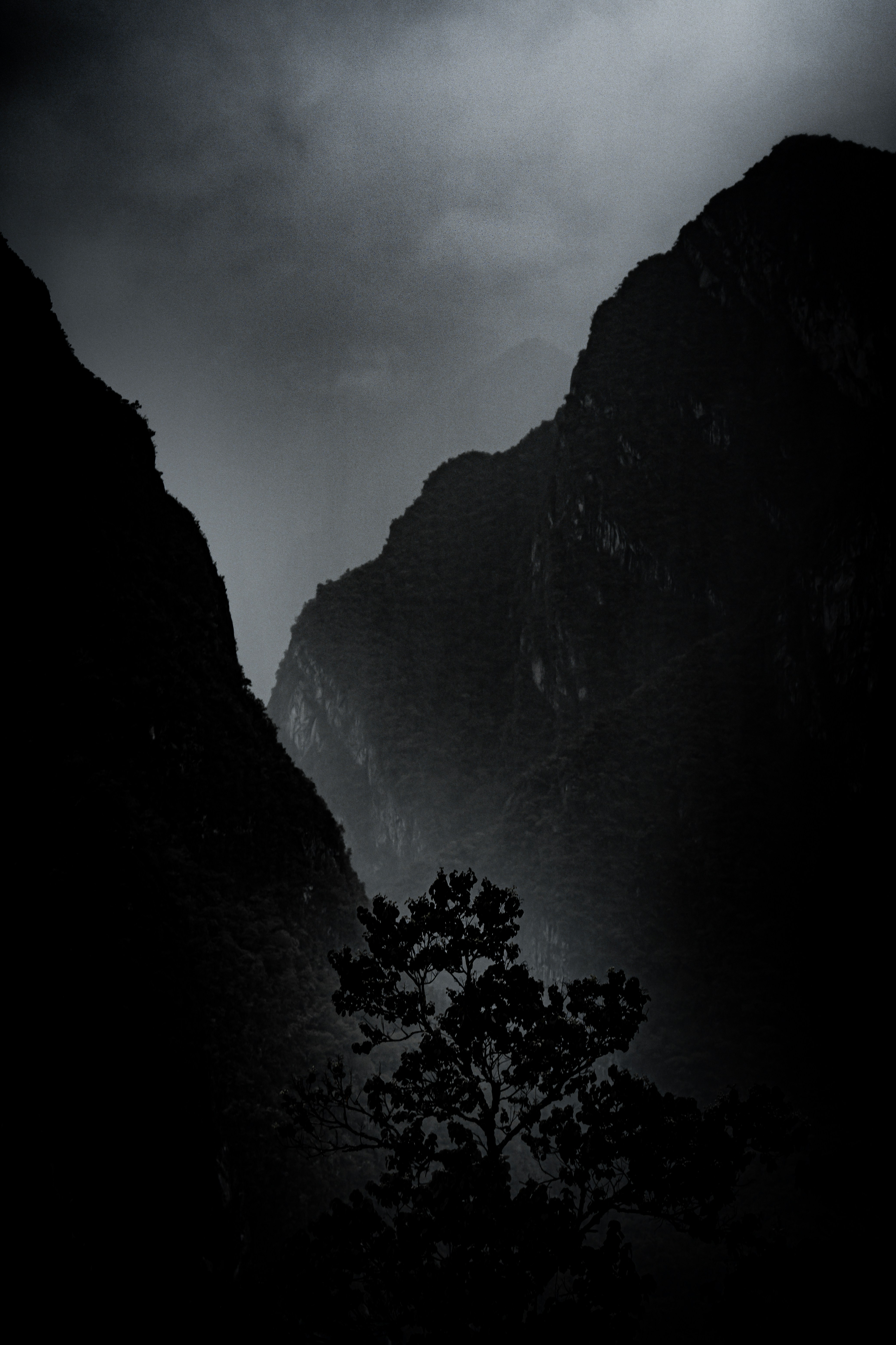 Monochrome canyon scene with towering cliffs framing a misty valley and a silhouetted tree in the foreground.