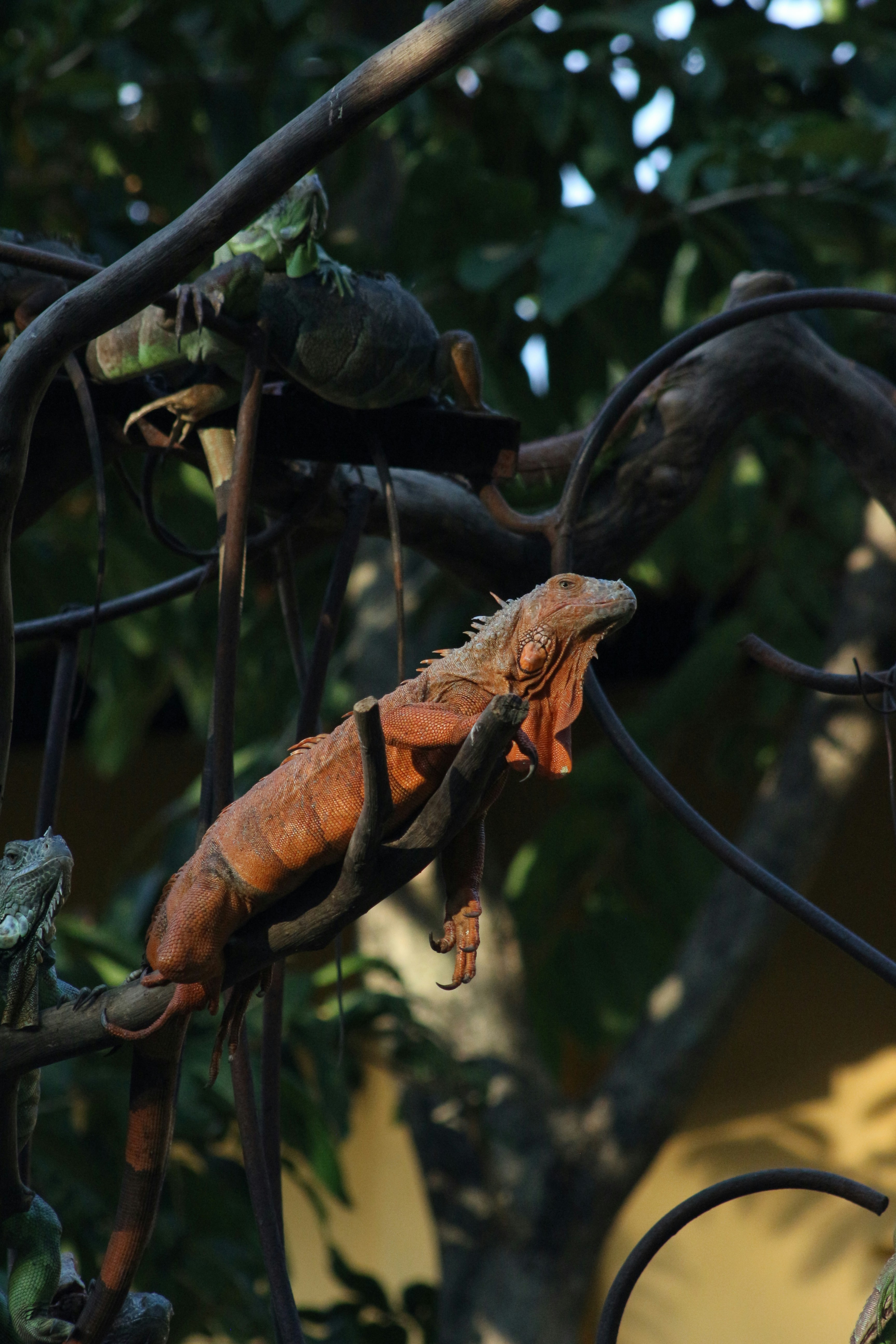 An iguana in a tree with a house in the background photo – Free Animal ...