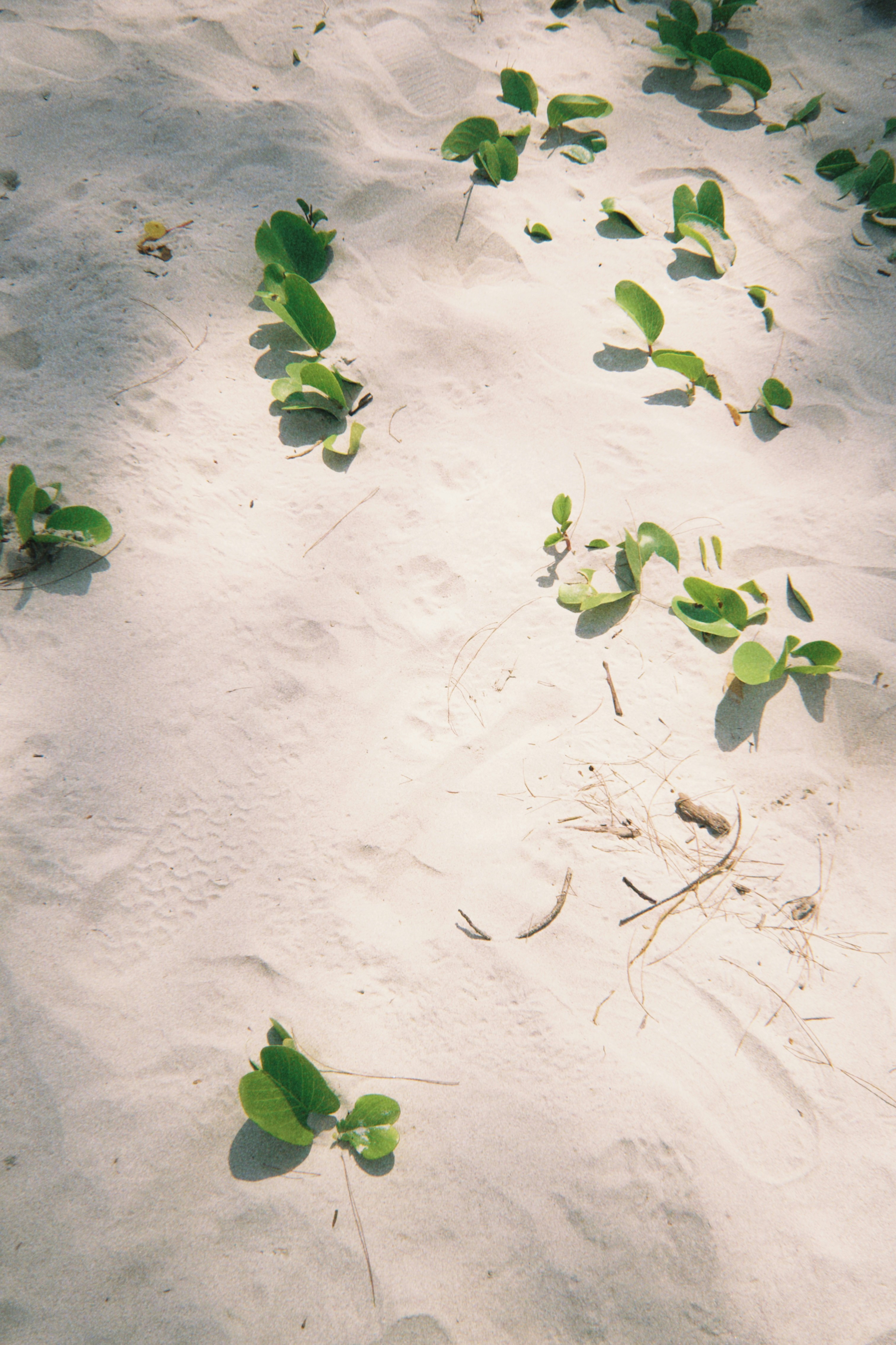 Foto Beberapa tanaman tumbuh di pasir di pantai – Gambar Bunga Gratis ...