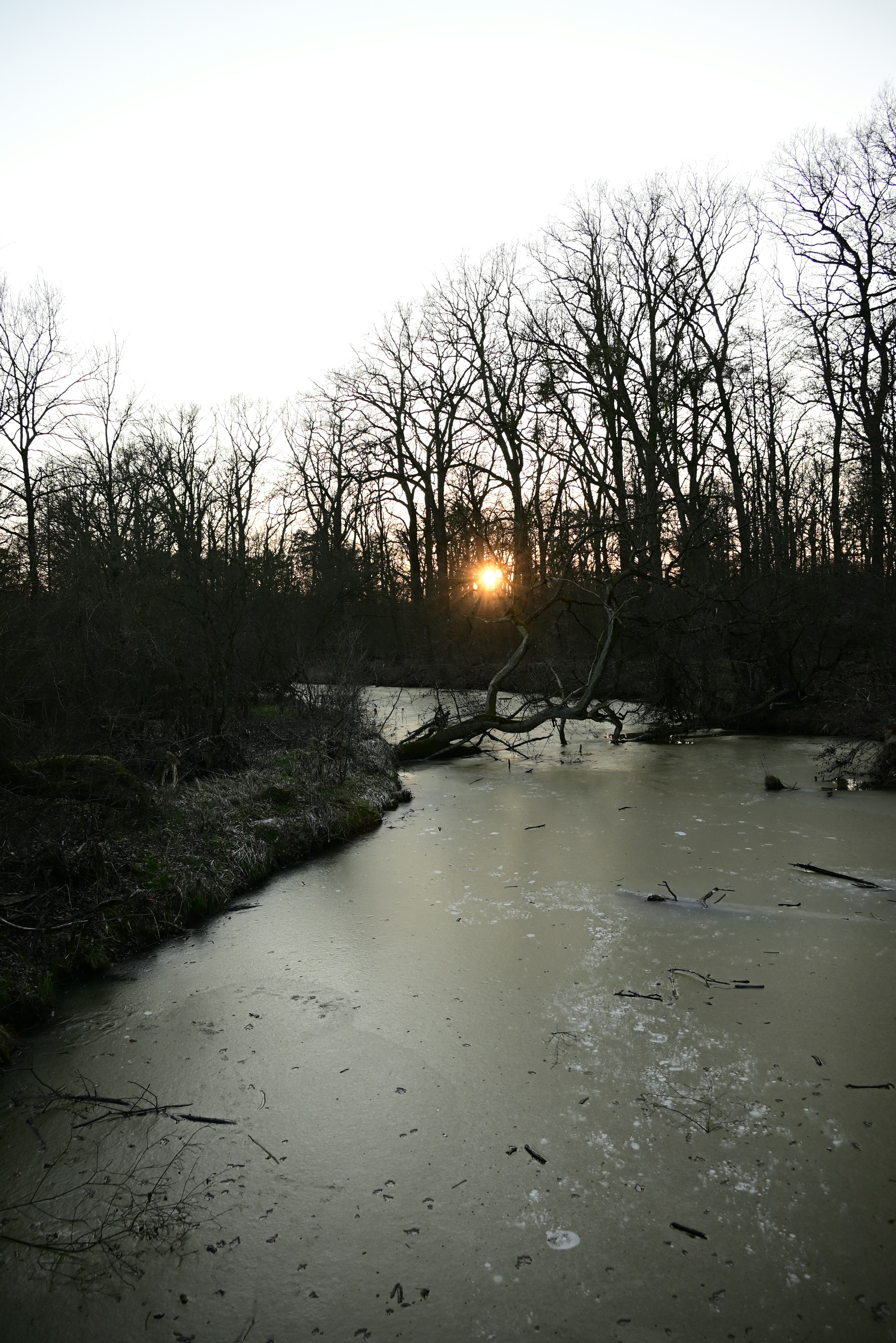 Last Light Through Leafless Forest Over a Frosted River