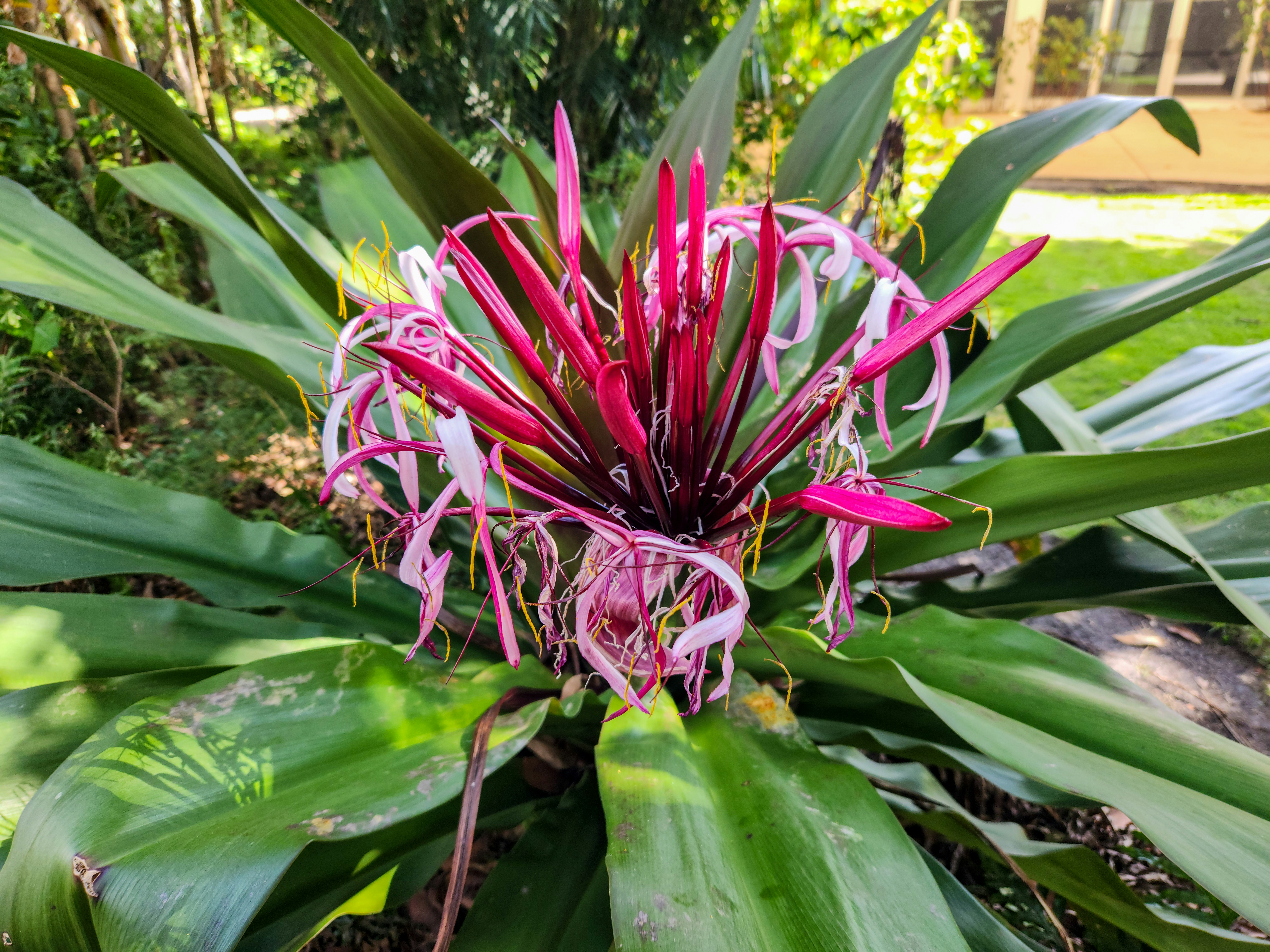 Neon Bloom Crown: Magenta Bromeliad Amid Jade Leaves