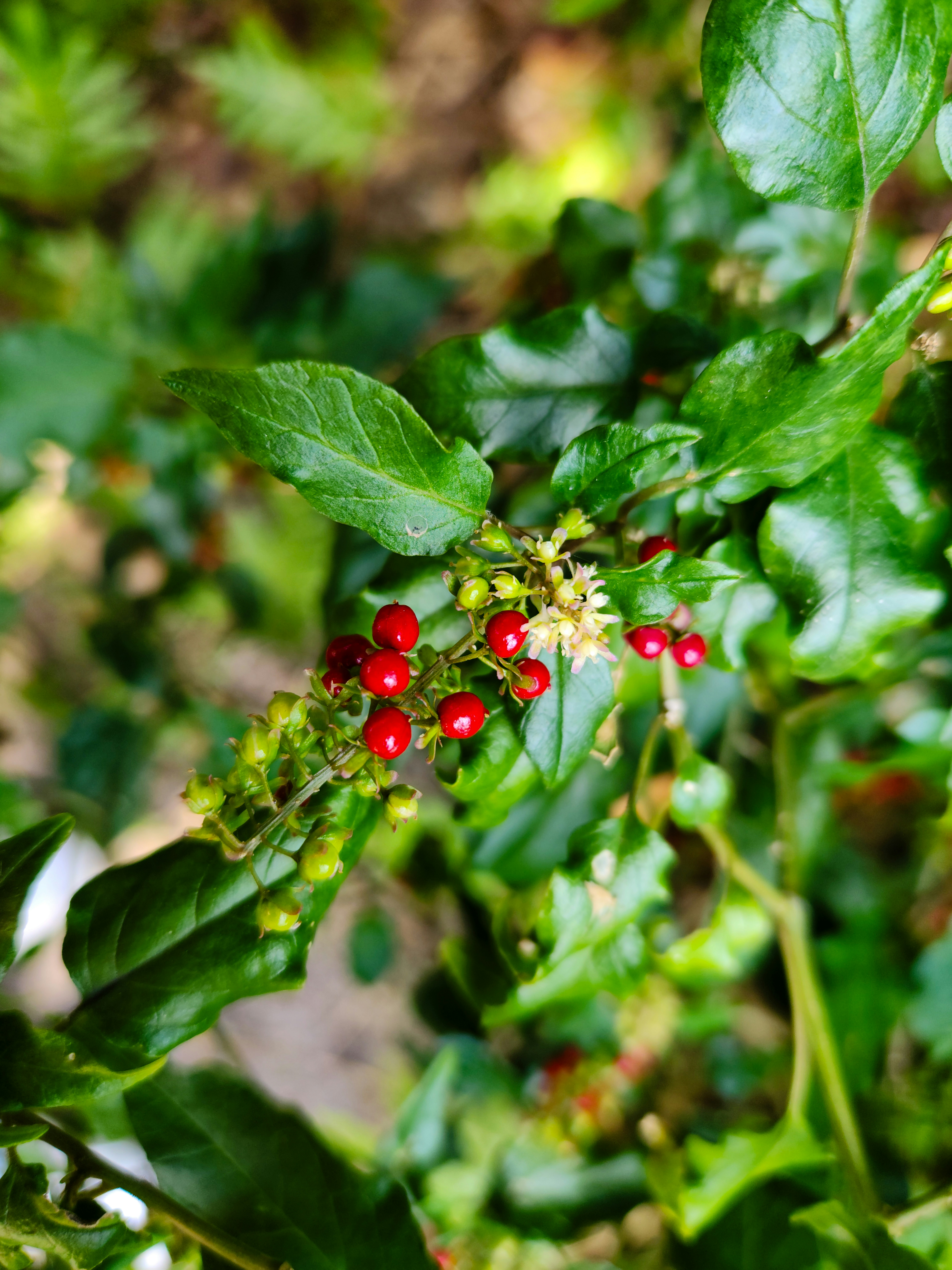 Scarlet Berries Nestled in Emerald Foliage