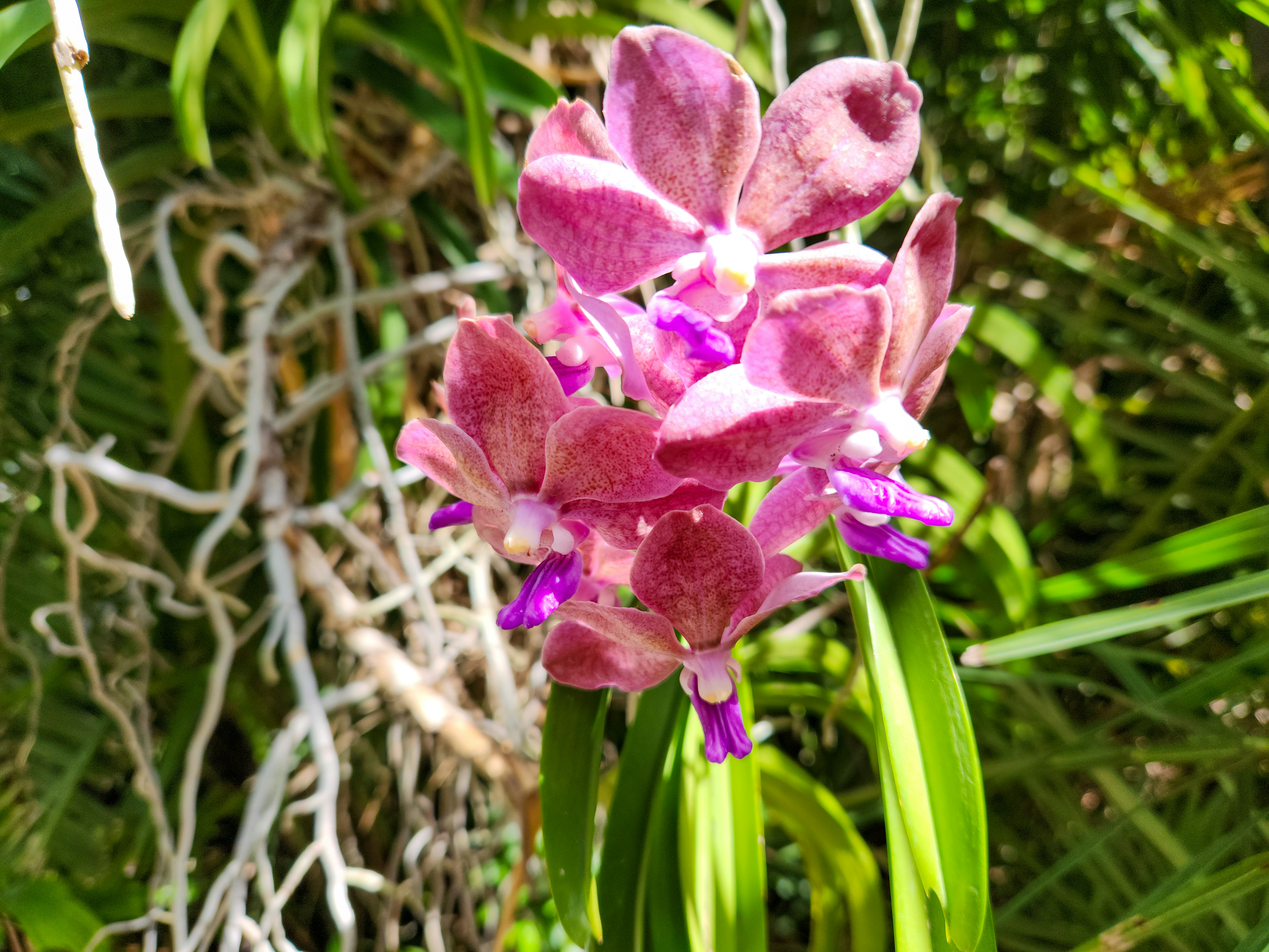 Pink Mokara orchid blossoms with vibrant pink petals and purple centers against a lush green backdrop.