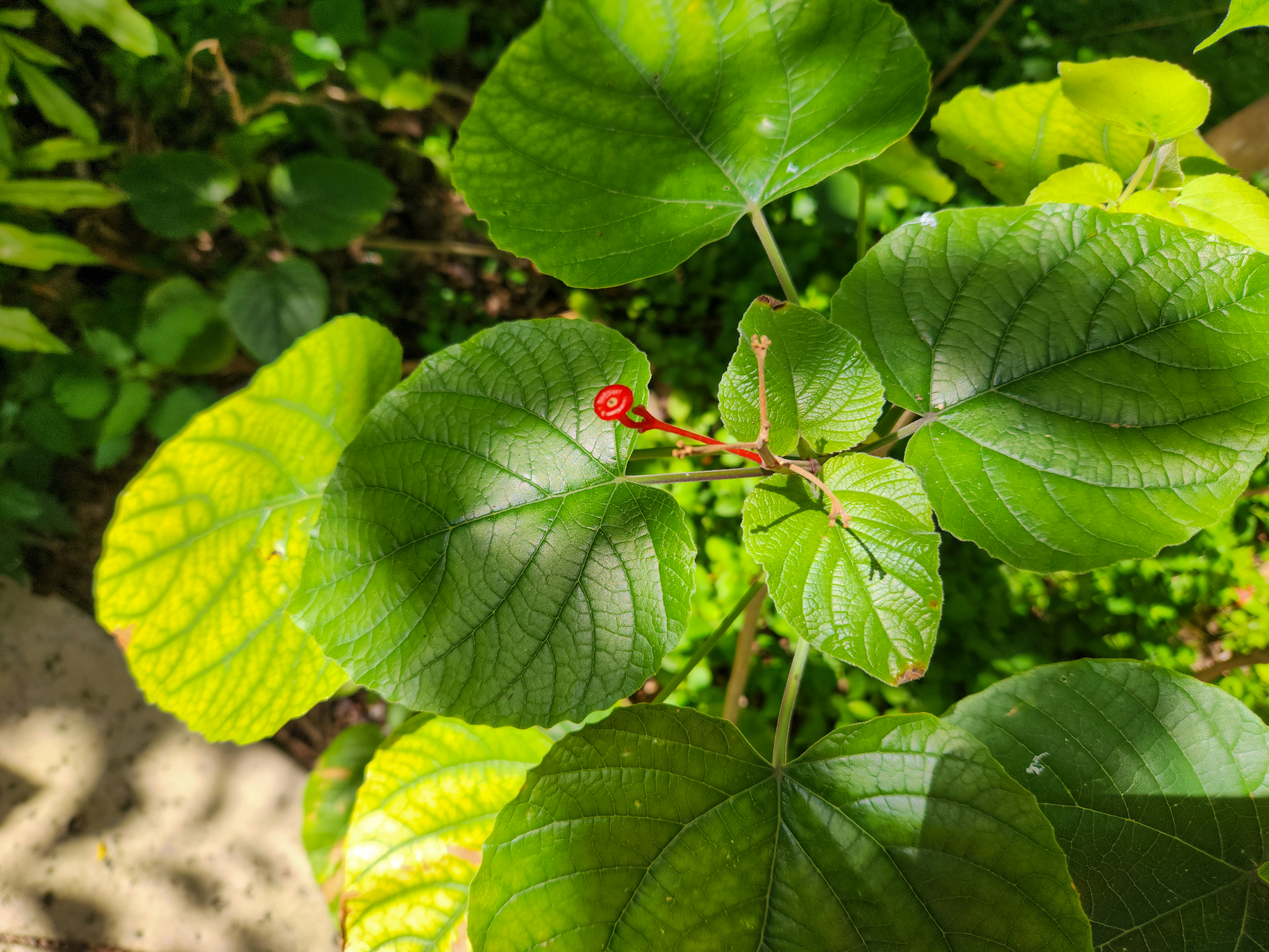 The Speciosissimum orchid bud, before it fully blooms, shows the early stages of floral development. Known for its striking and vibrant flowers, the bud appears tightly closed, with delicate green and pinkish hues indicating the forthcoming blossom. This species is often cultivated for its large, beautiful flowers, and the bud stage is a vital phase of growth as the plant prepares to reveal its colorful display. Typically grown in tropical environments, Speciosissimum orchids require proper care, such as warmth and humidity, to flourish.