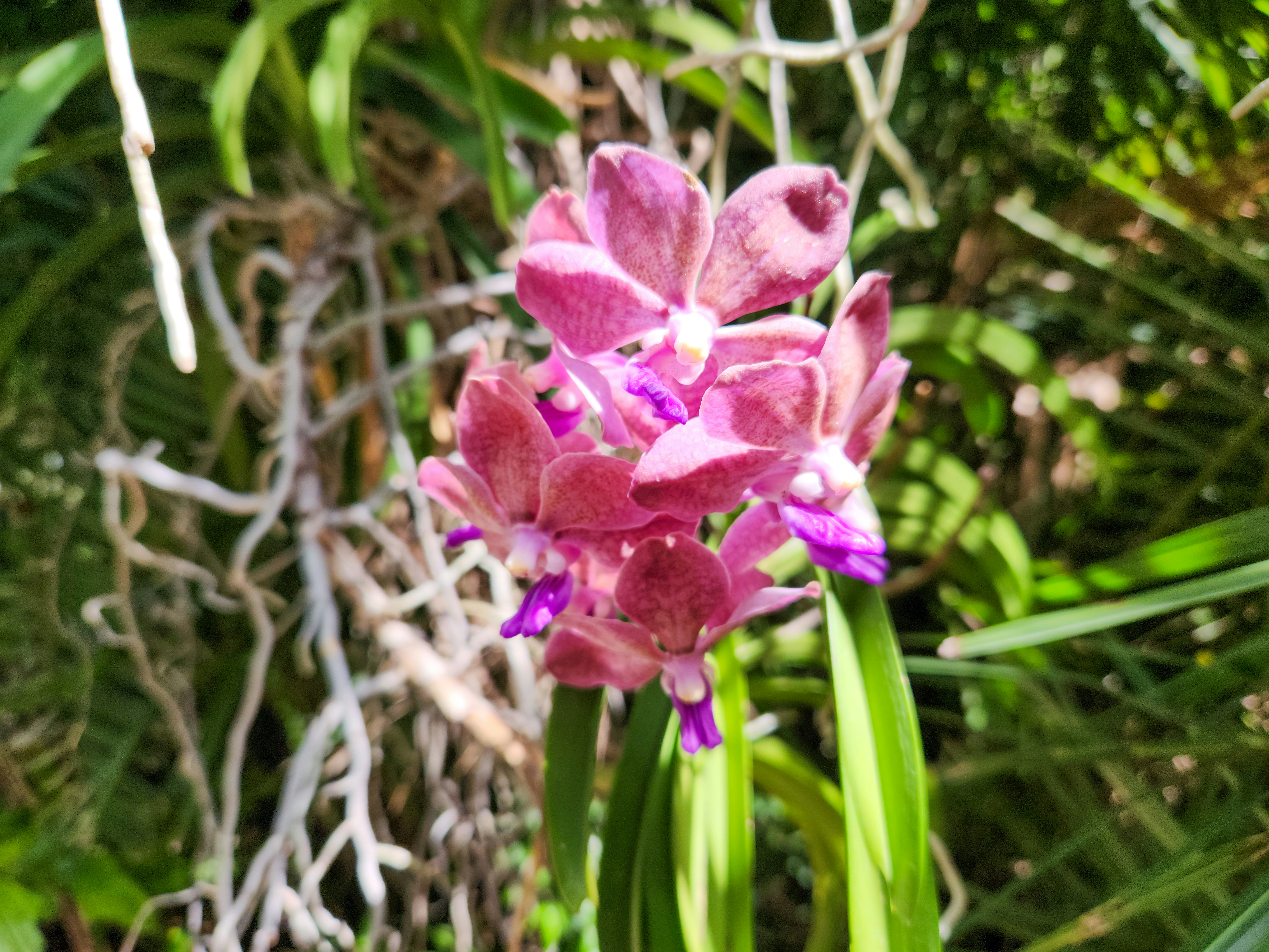 Pink Mokara orchids with magenta centers amid lush green foliage.