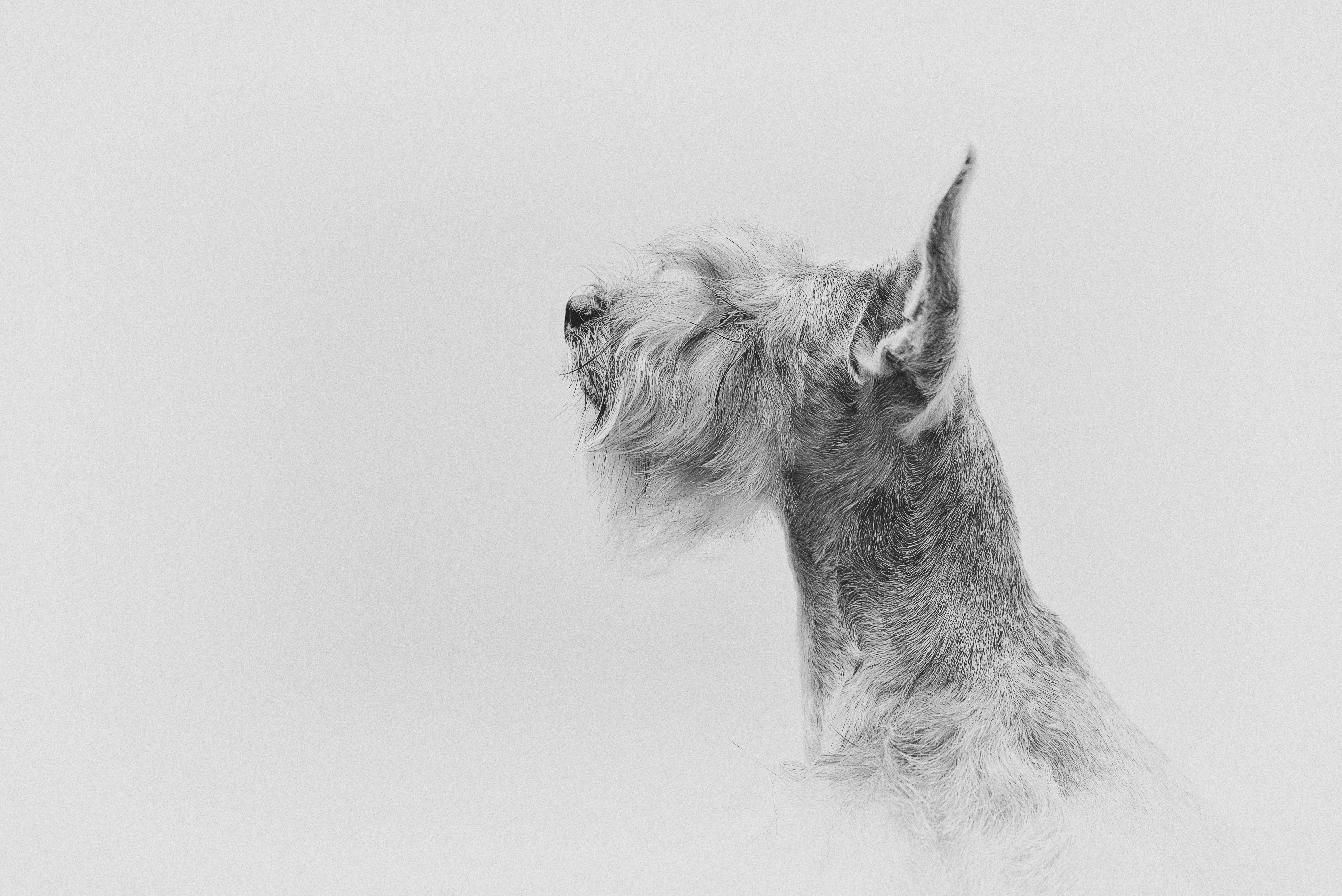 Profile of a Schnauzer in high-key monochrome, emphasizing texture and form.