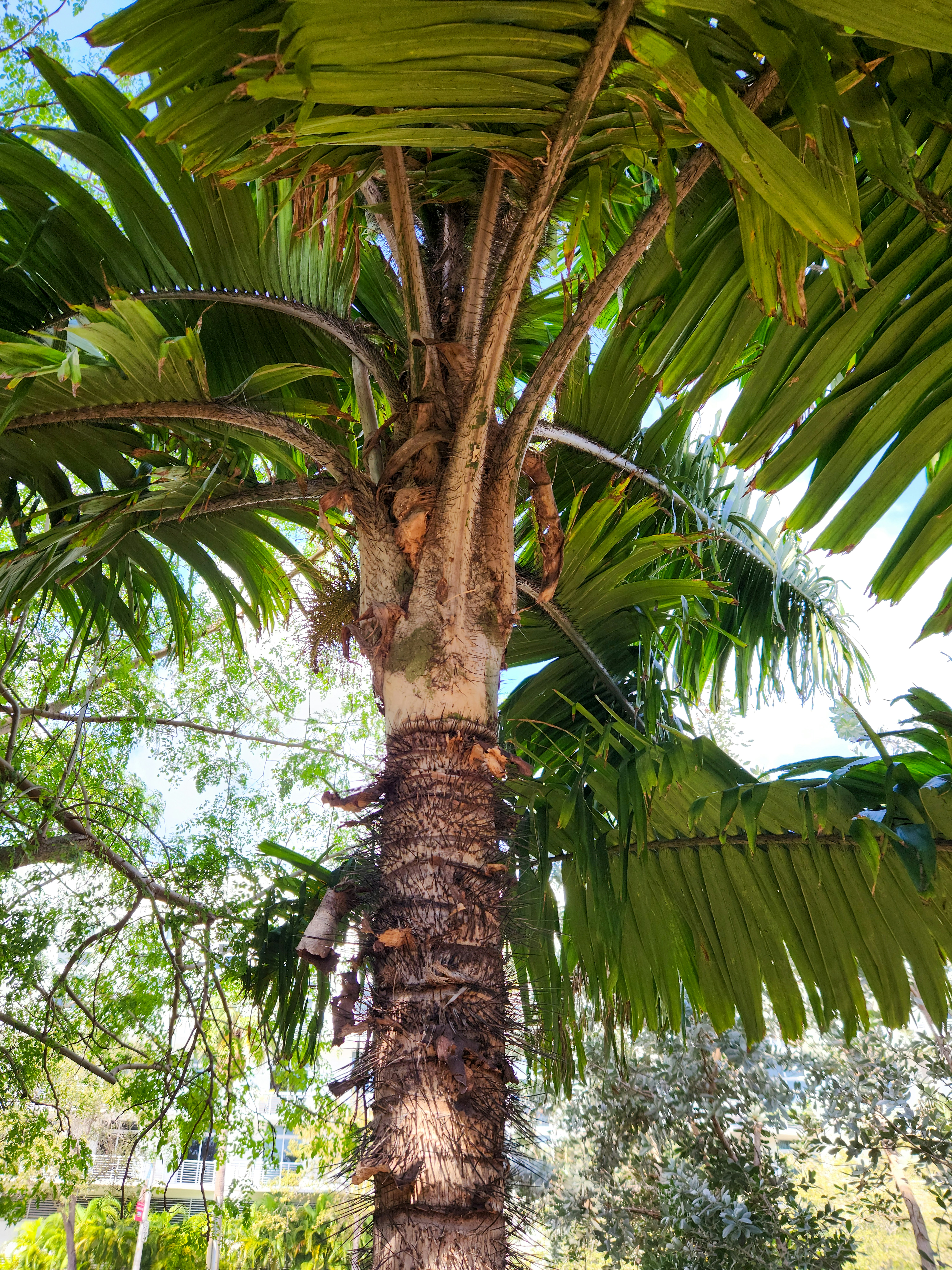 A palm tree is a tall, tropical plant characterized by its slender trunk and large, fan-shaped or feather-like leaves. Native to warm, coastal, and tropical regions, palm trees are commonly associated with beach landscapes and resort environments.