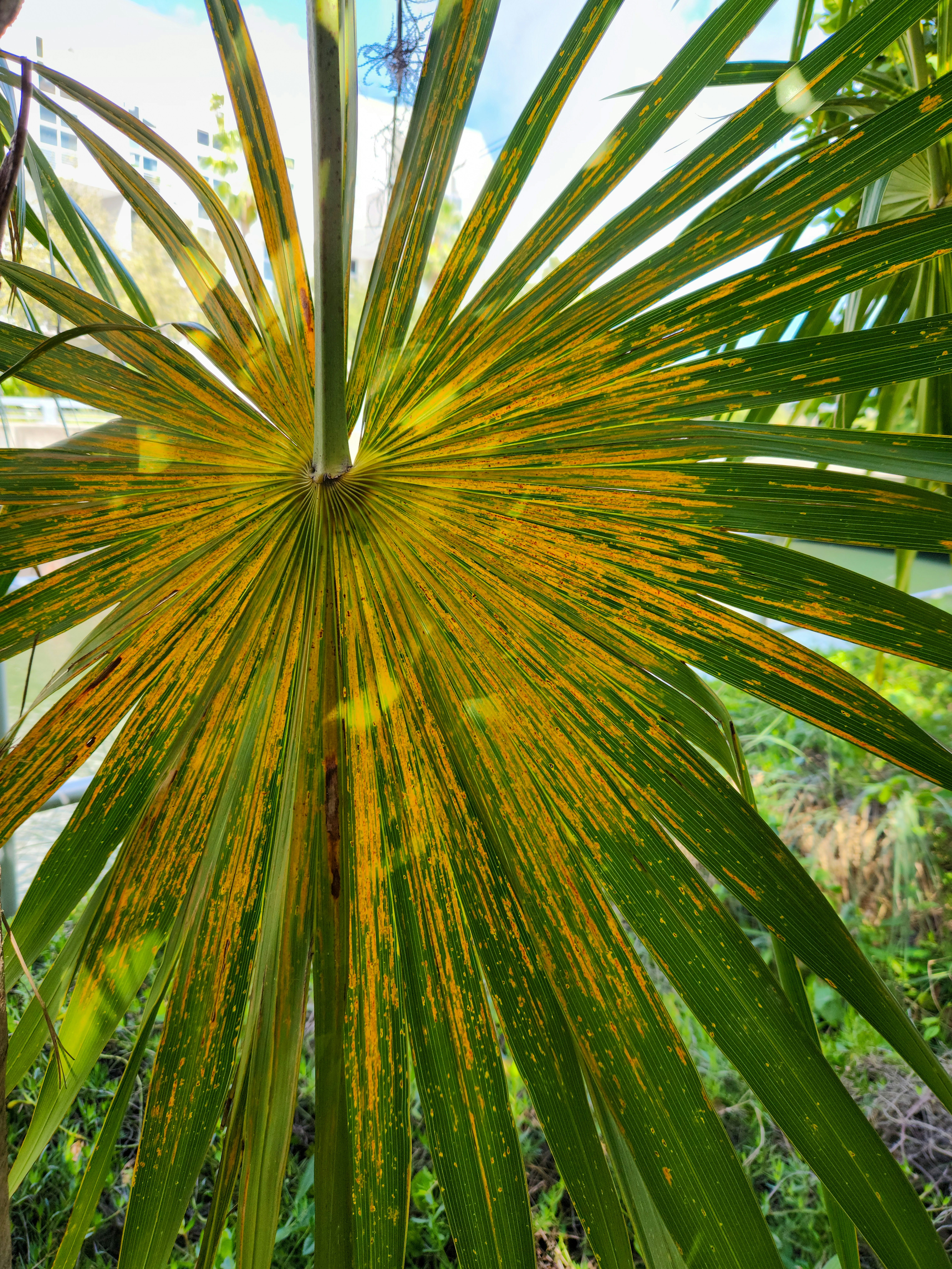 Thrinax radiata, commonly known as the Florida thatch palm, is a slow-growing palm native to coastal areas of the Caribbean, Mexico, Central America, and southern Florida. This palm thrives in sandy, calcareous soils found along coastal regions. Characterized by its slender trunk and fan-shaped leaves, it is an ideal ornamental plant for tropical and subtropical landscapes. Its growth rate is moderate to slow, and it is well-suited to the unique conditions of coastal environments, making it a popular choice for garden and landscape projects in similar climates.