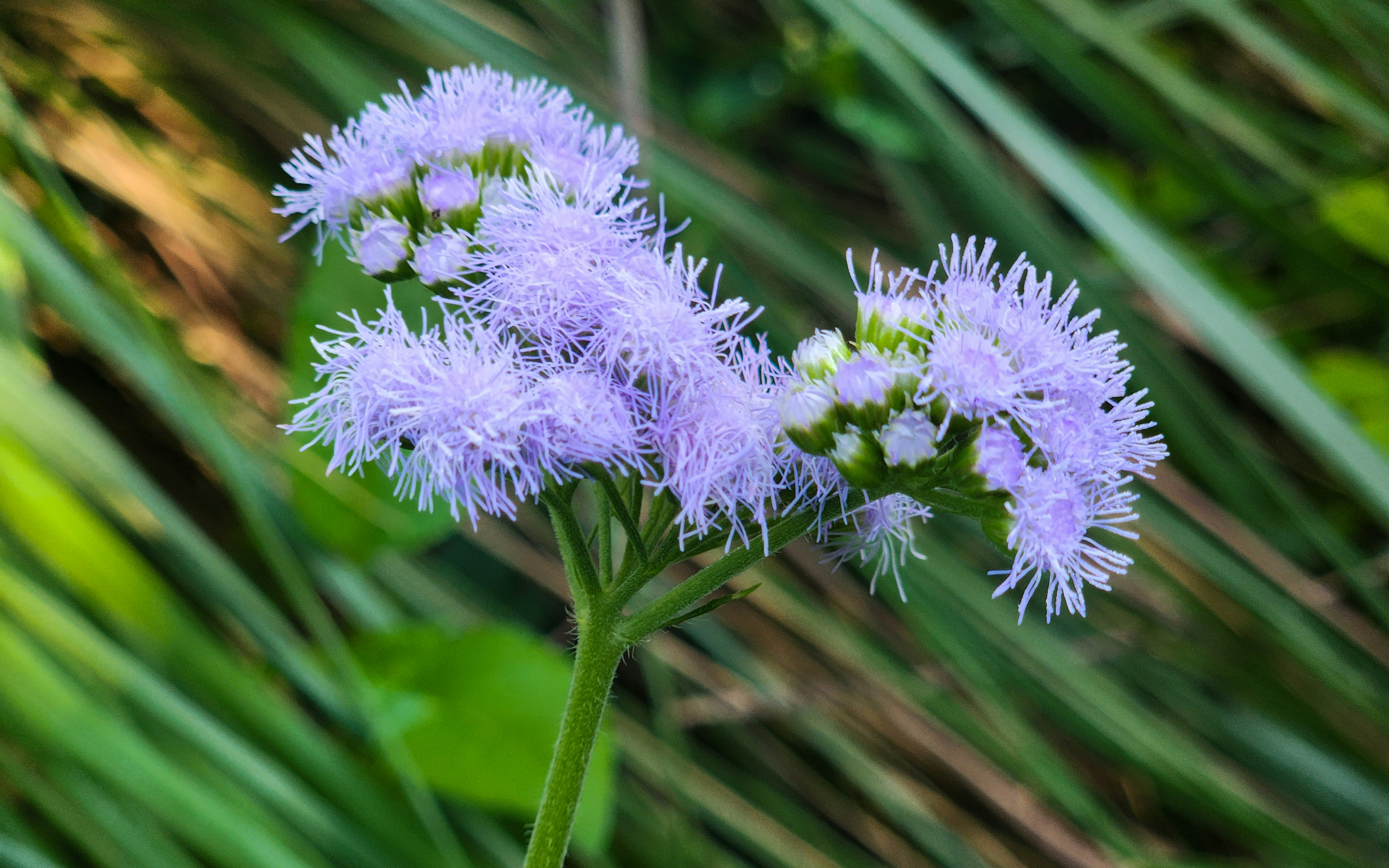 Lilac-hued billygoat weed flowers with delicate, feathery petals contrast against a backdrop of lush green grass.