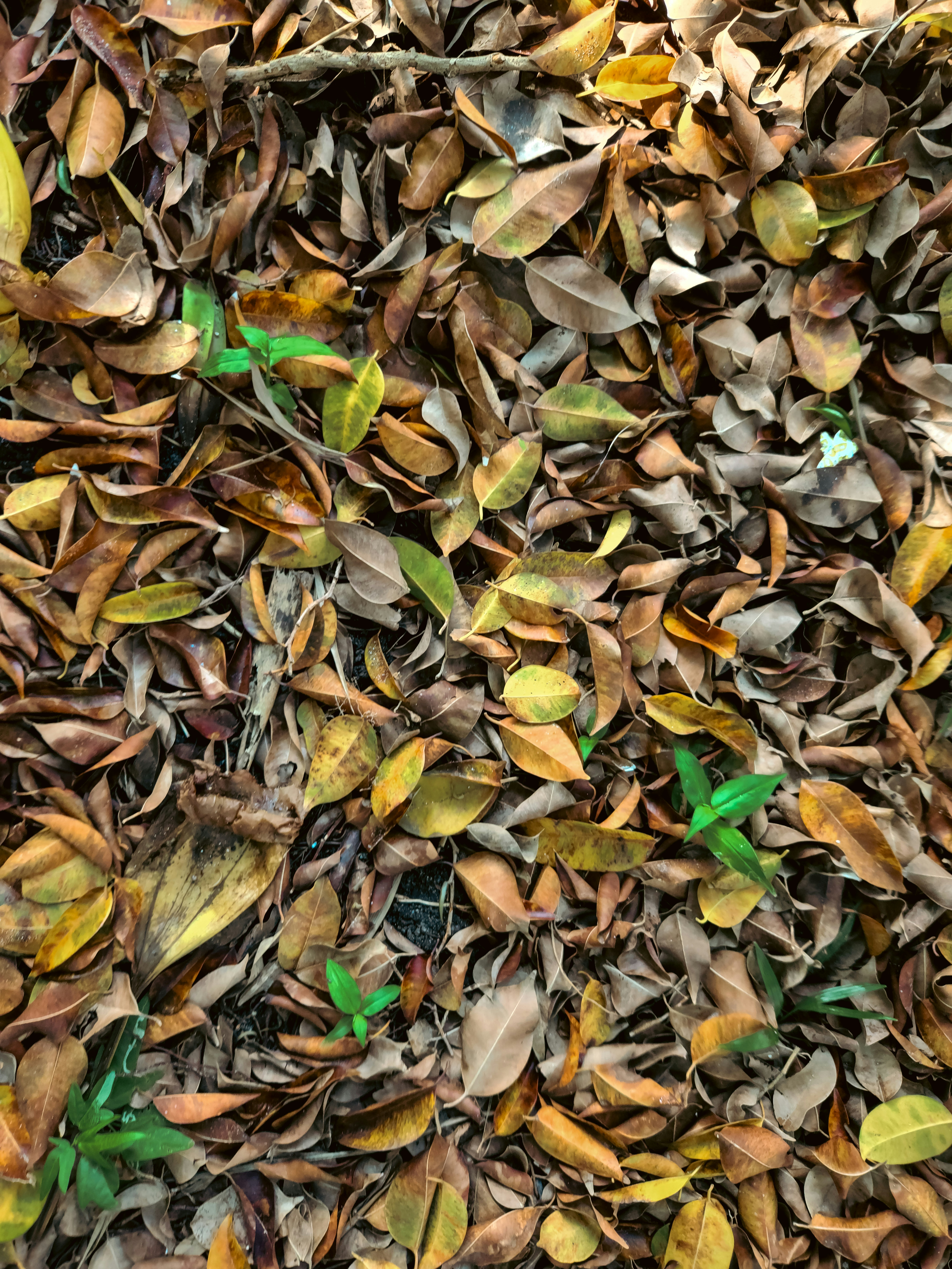 Emerald Sprouts Amid Autumn Leaf Litter