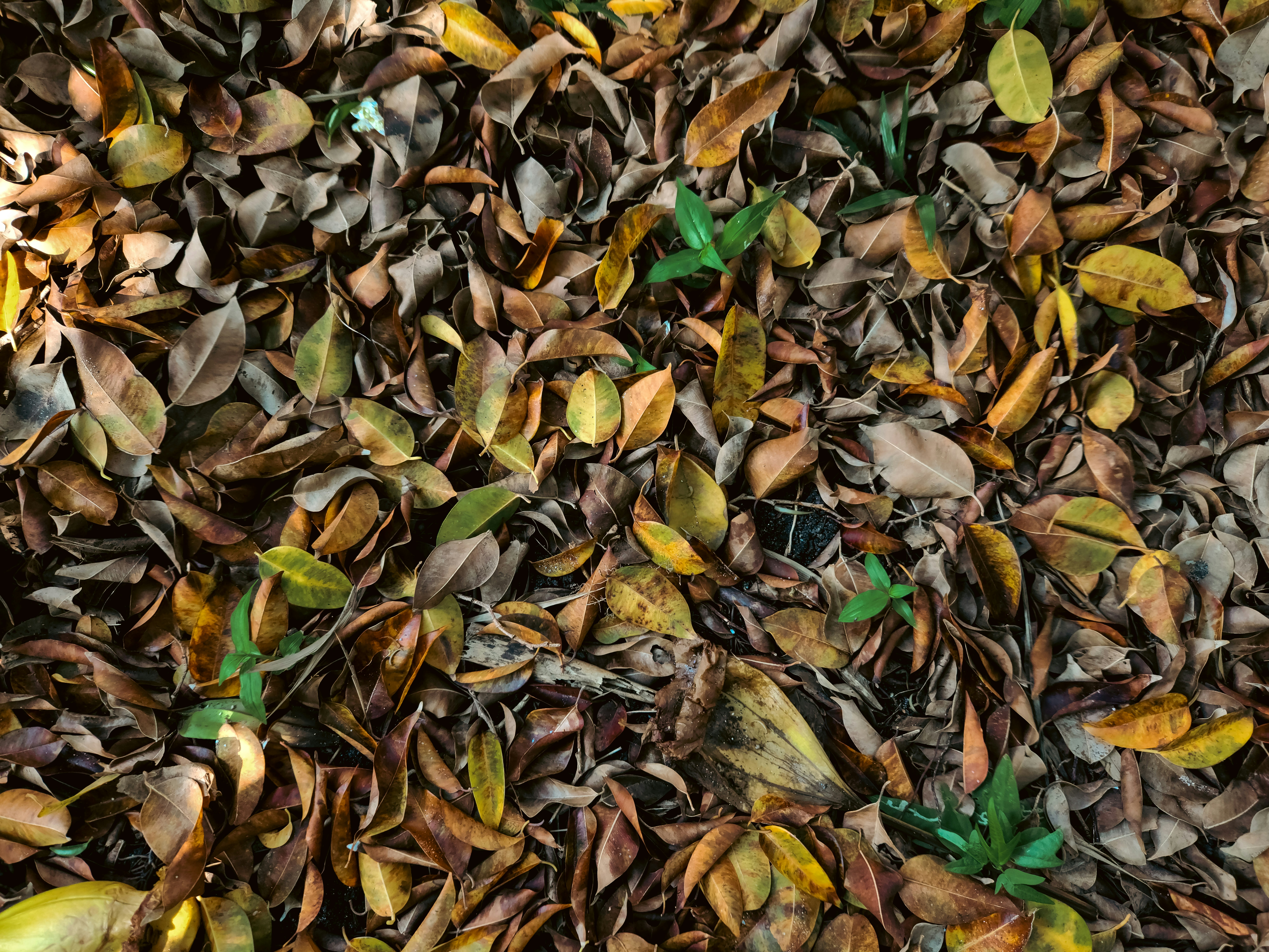 Semi-dried leaves in shades of brown, yellow, and green scattered across the ground, representing stages of decay and renewal.