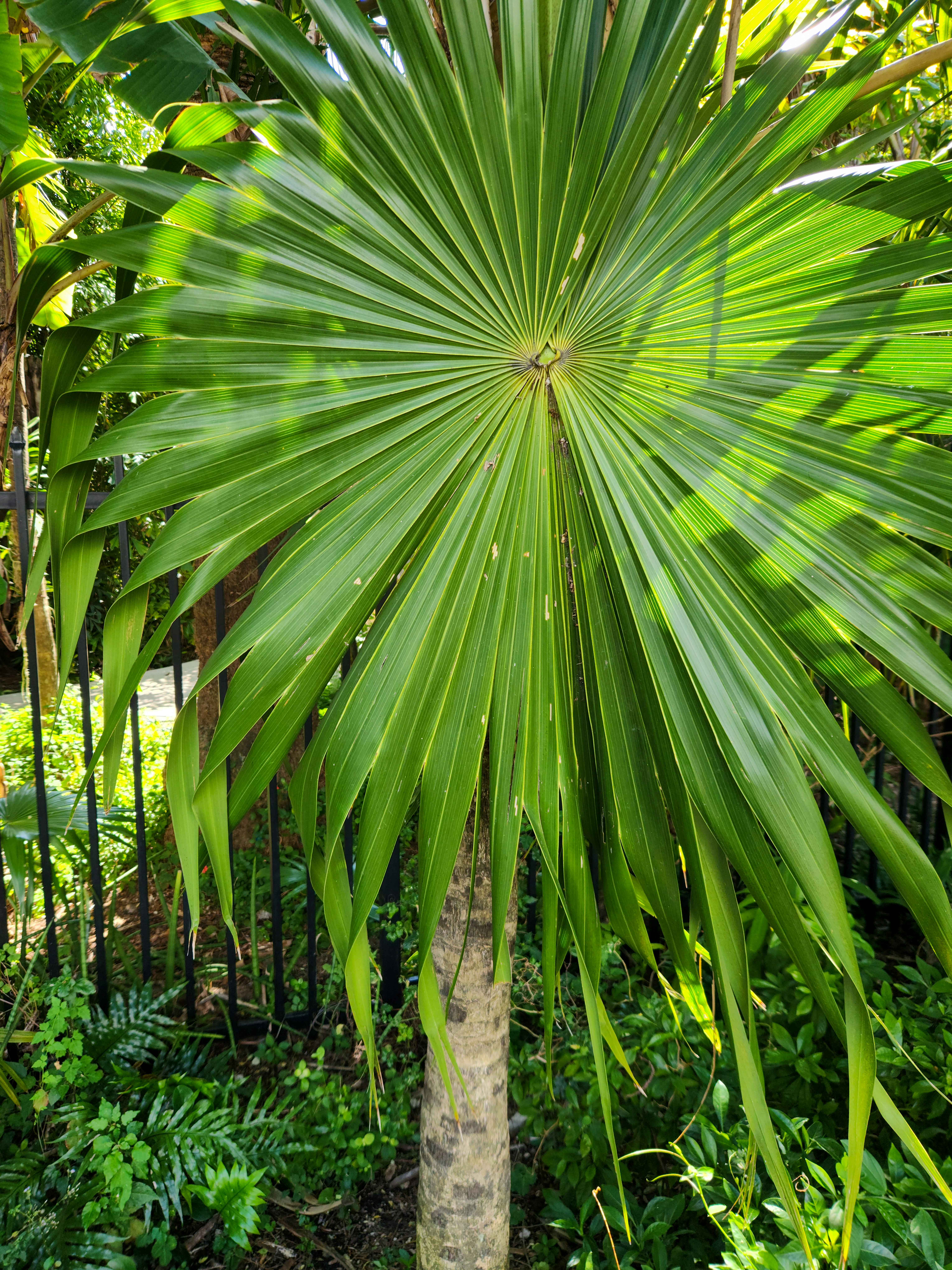 Thrinax radiata, commonly known as the Florida thatch palm, is a species of fan palm native to the southeastern United States, particularly in Florida, as well as parts of the Caribbean. It typically grows in coastal habitats and is known for its slender trunk and palmate leaves. The palm’s leaves are fan-shaped and have a blue-green color with a unique texture. It is a slow-growing plant, often used in landscaping for its attractive, compact form and resilience to salt and wind, making it suitable for coastal areas.