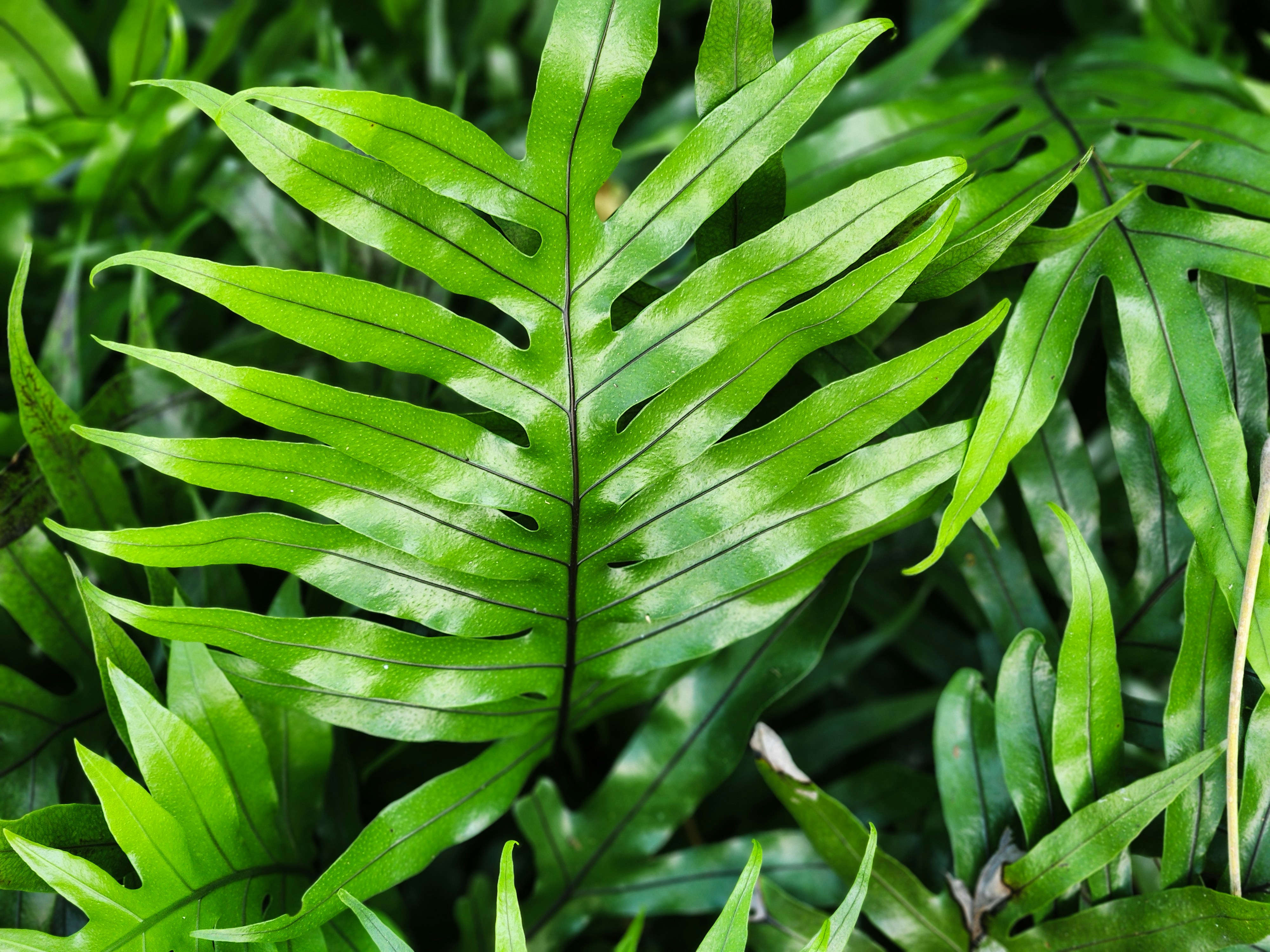 Sunlit Split-Leaf Fronds in a Quiet Green Understory