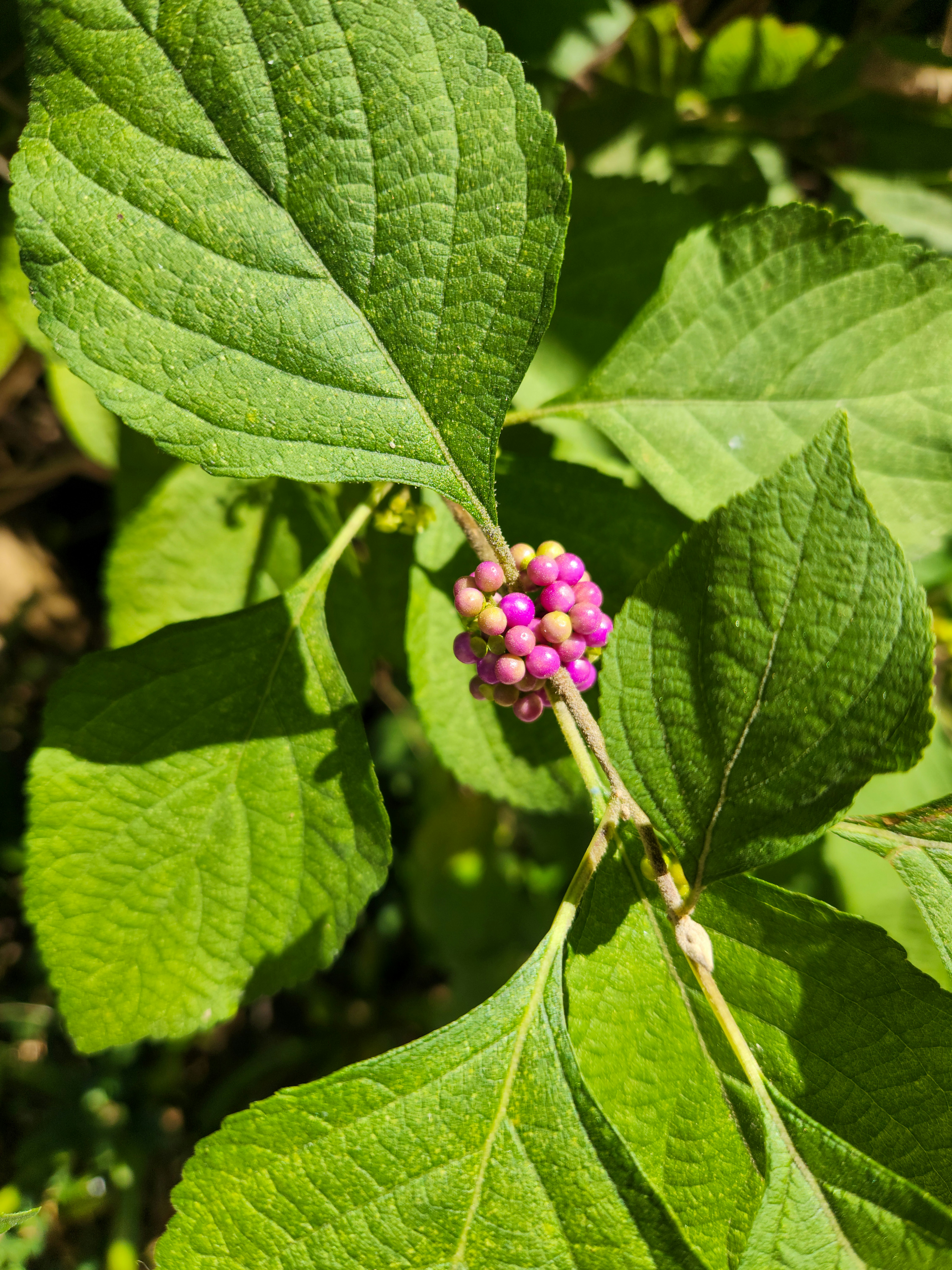 Callicarpa americana, commonly known as American beautyberry, is a native shrub of the Southern United States, often grown as an ornamental in gardens and yards. This open-habitat shrub produces striking clusters of purple berries in late summer and fall, which attract birds and deer that help distribute the seeds. Known for its vibrant berry display, it is a popular plant for wildlife gardens and landscaping. The shrub’s deciduous nature and its ability to thrive in various soil types make it a versatile choice for adding color and attracting wildlife to outdoor spaces.