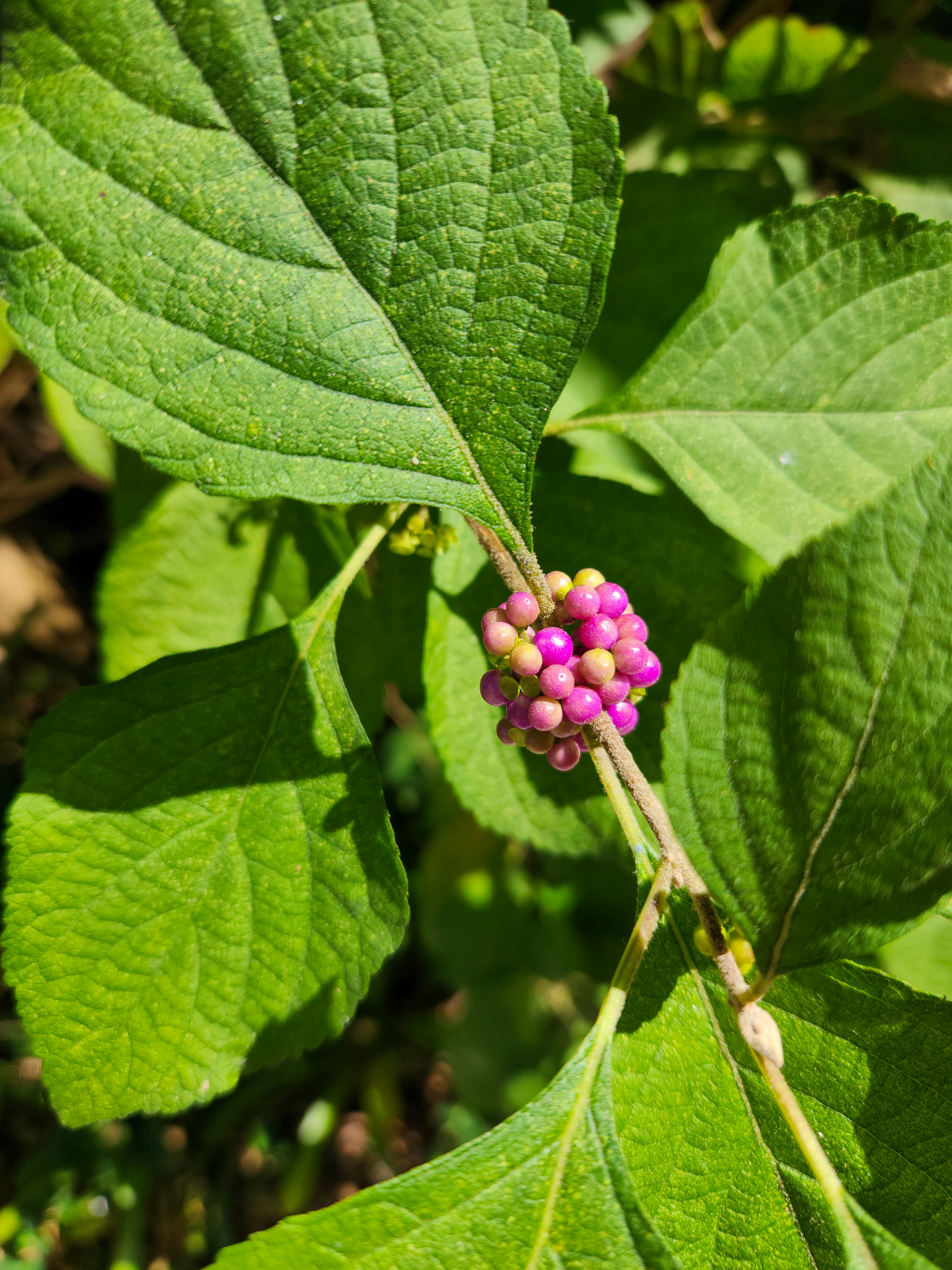 Callicarpa americana, commonly known as American beautyberry, is a native shrub of the Southern United States, often grown as an ornamental in gardens and yards. This open-habitat shrub produces striking clusters of purple berries in late summer and fall, which attract birds and deer that help distribute the seeds. Known for its vibrant berry display, it is a popular plant for wildlife gardens and landscaping. The shrub’s deciduous nature and its ability to thrive in various soil types make it a versatile choice for adding color and attracting wildlife to outdoor spaces.