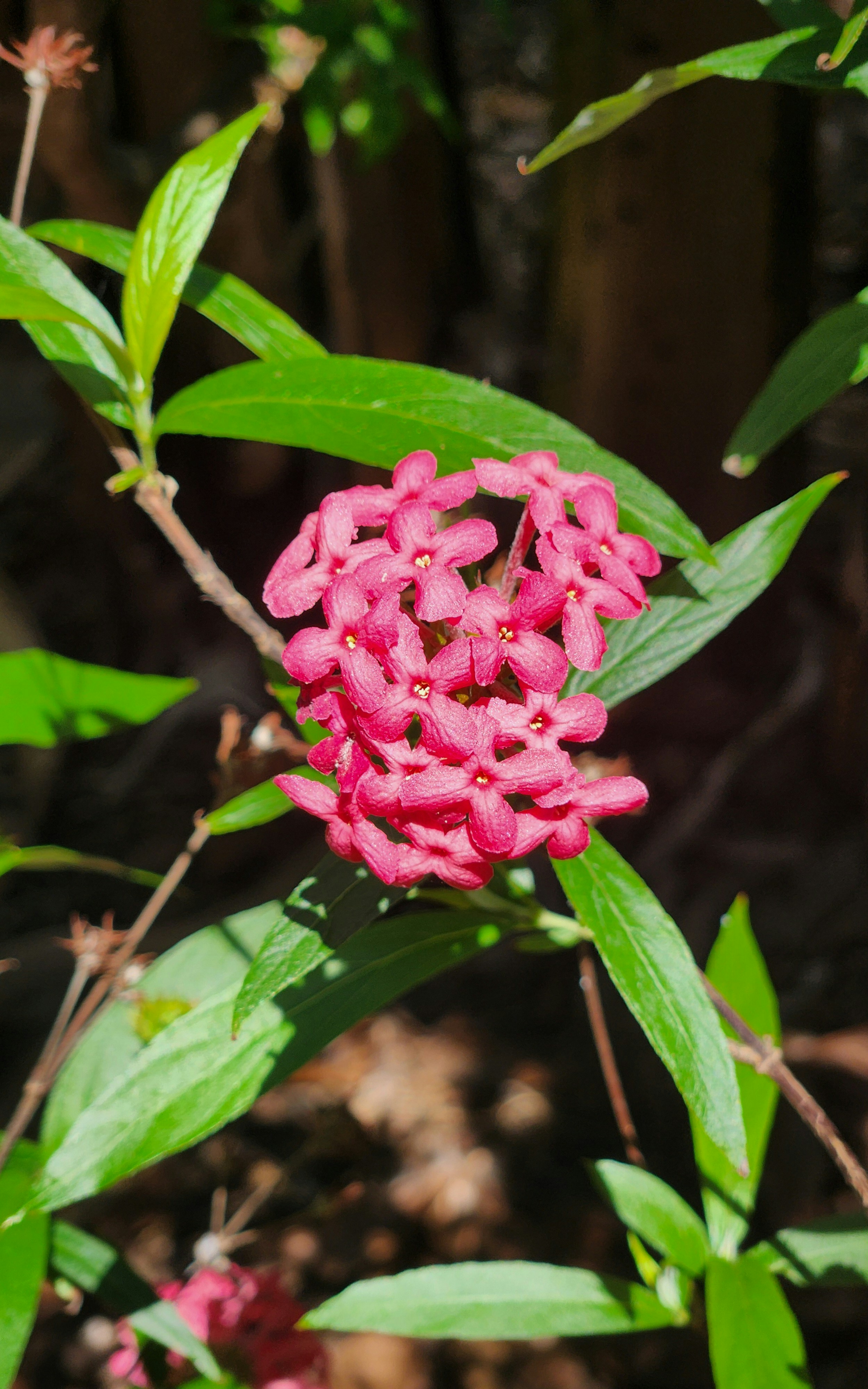 Pink flowers of a Panama Rose shrub with lush green leaves in natural sunlight.