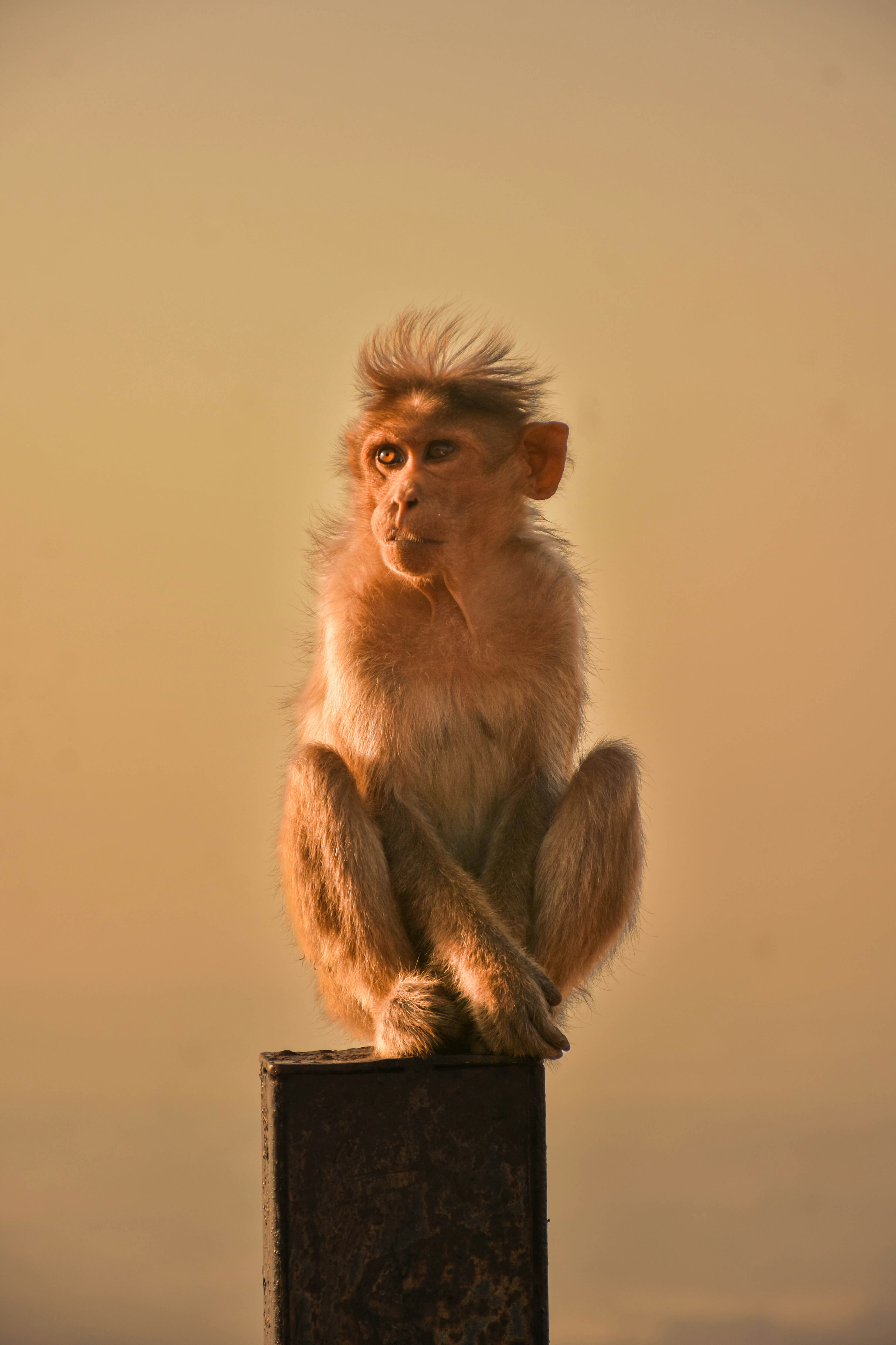 A Curious Monkey Perched on a Rusty Post at Dusk