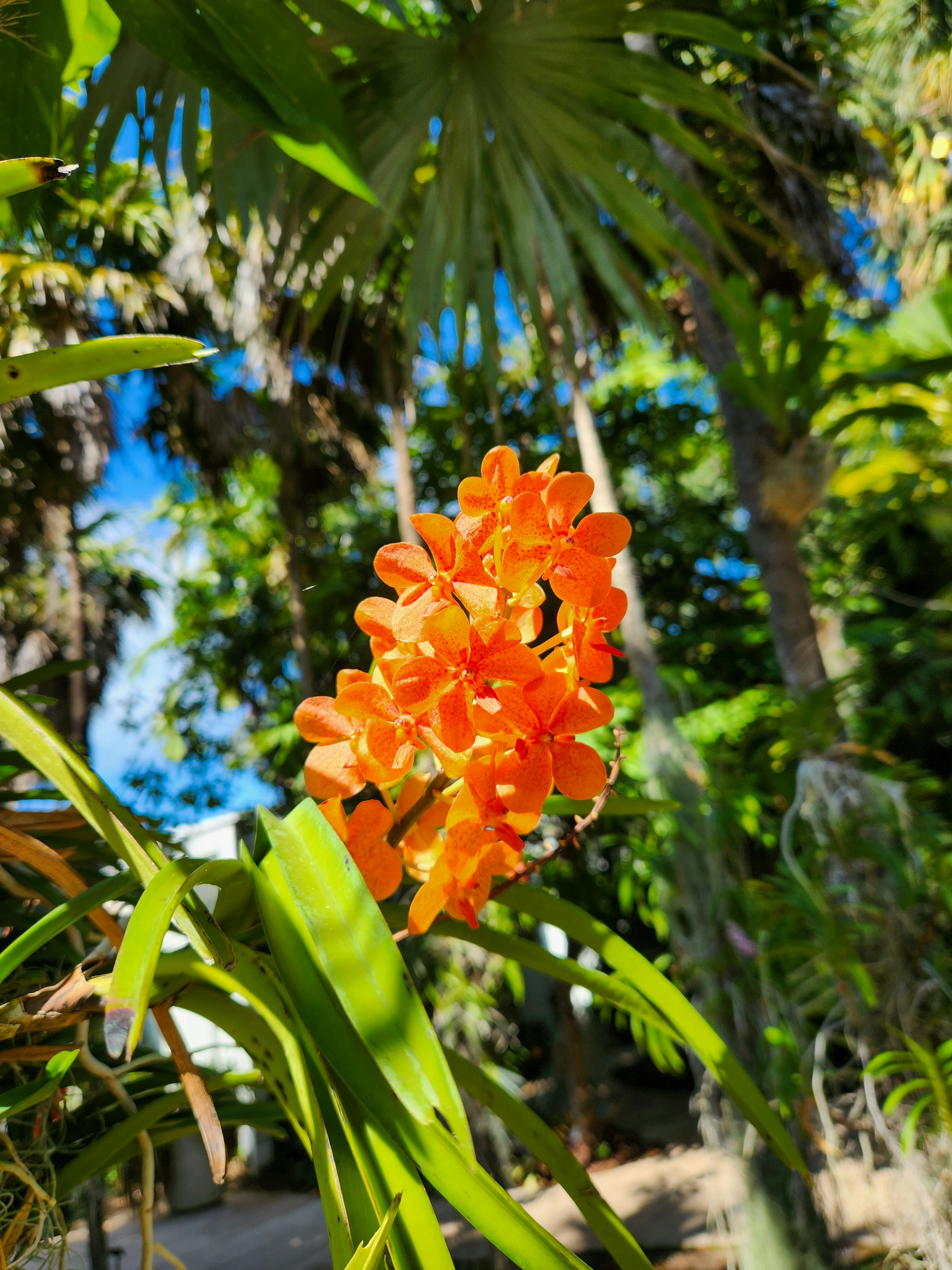 Radiant Orange Orchid Cluster Framed by Tropical Foliage