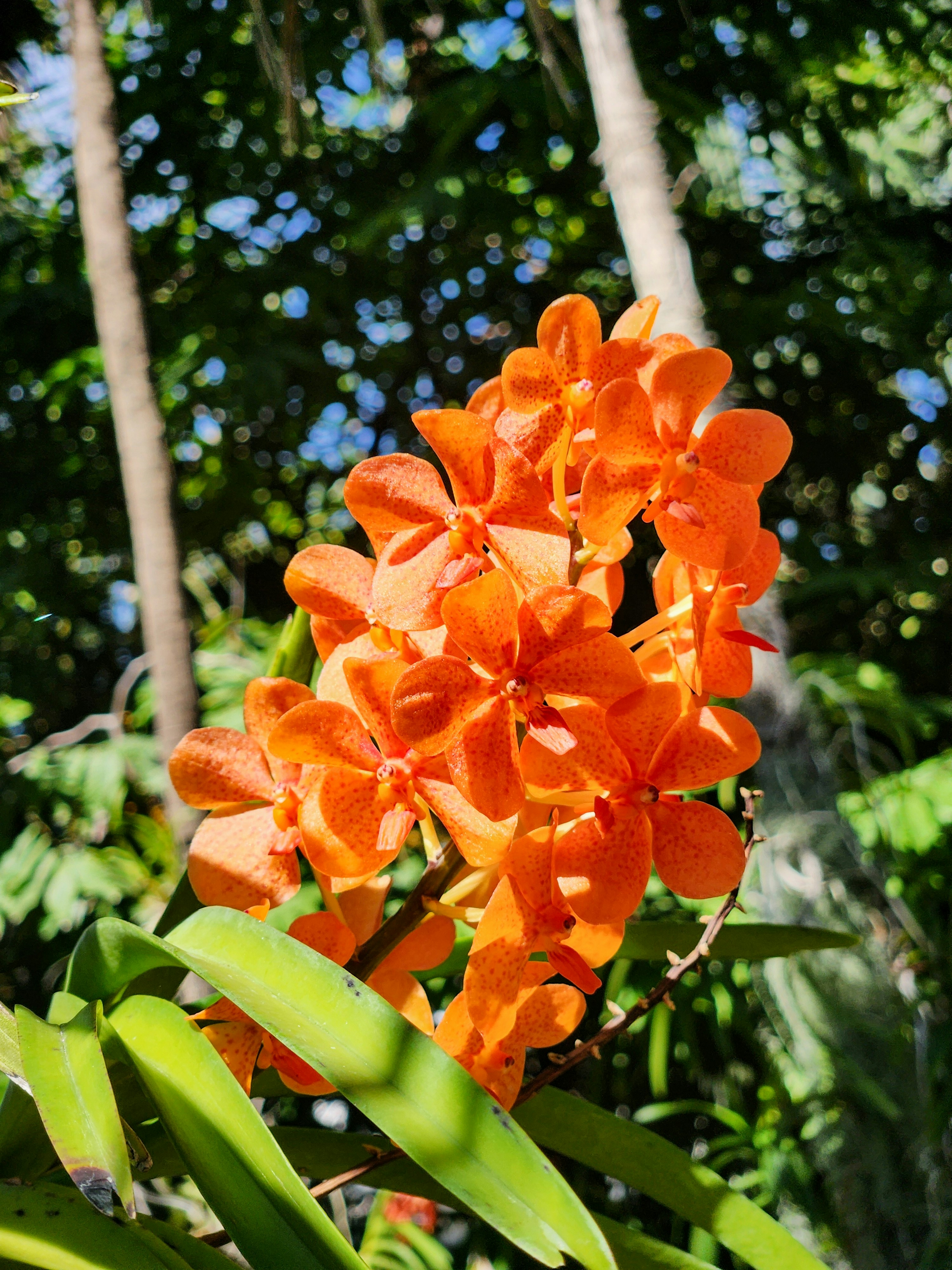 Citrus-kissed Orchid Cascade in Sunlit Jungle Foliage