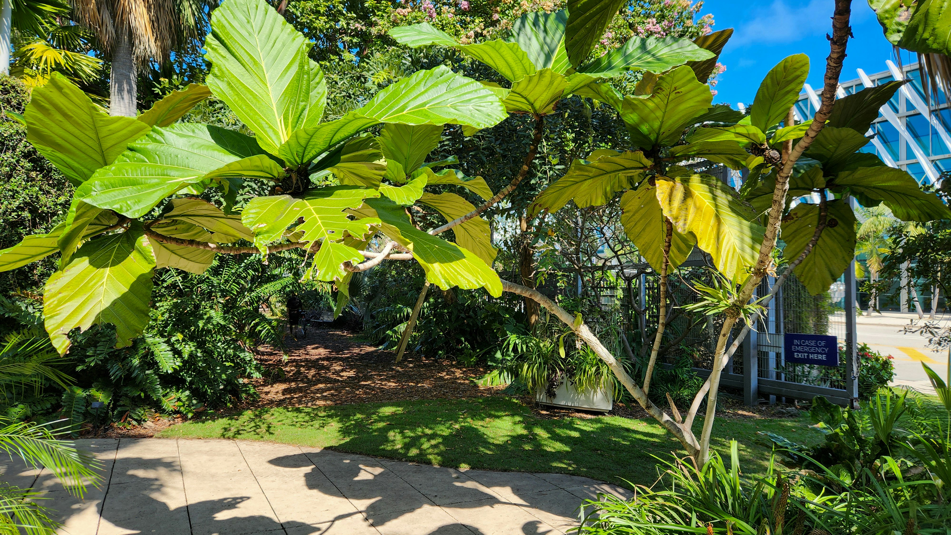 Overcast Oasis: Sunlit Jungle Pathway Framed by Broad Tropical Leaves