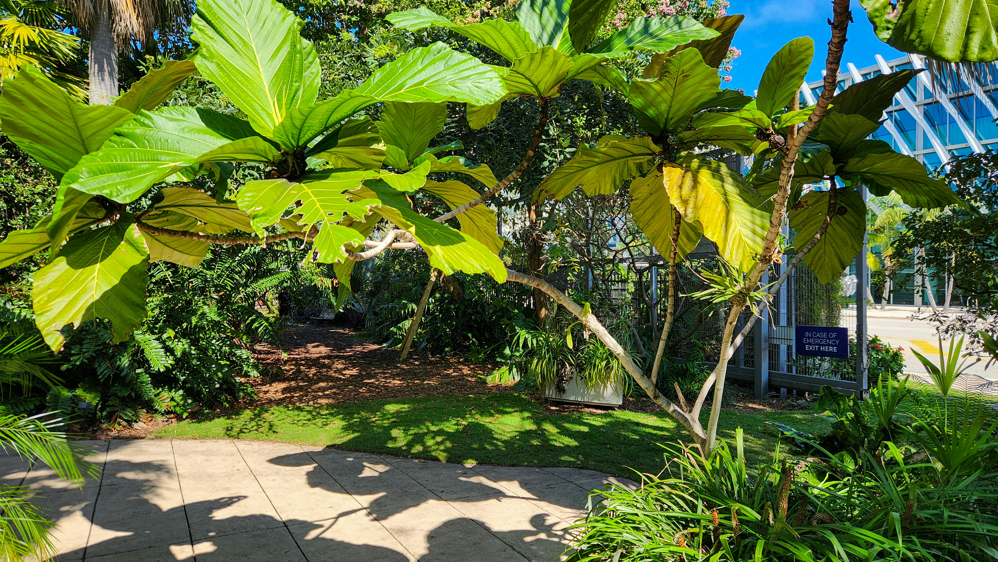 Verdant Canopy Over a Glass-Clad Courtyard