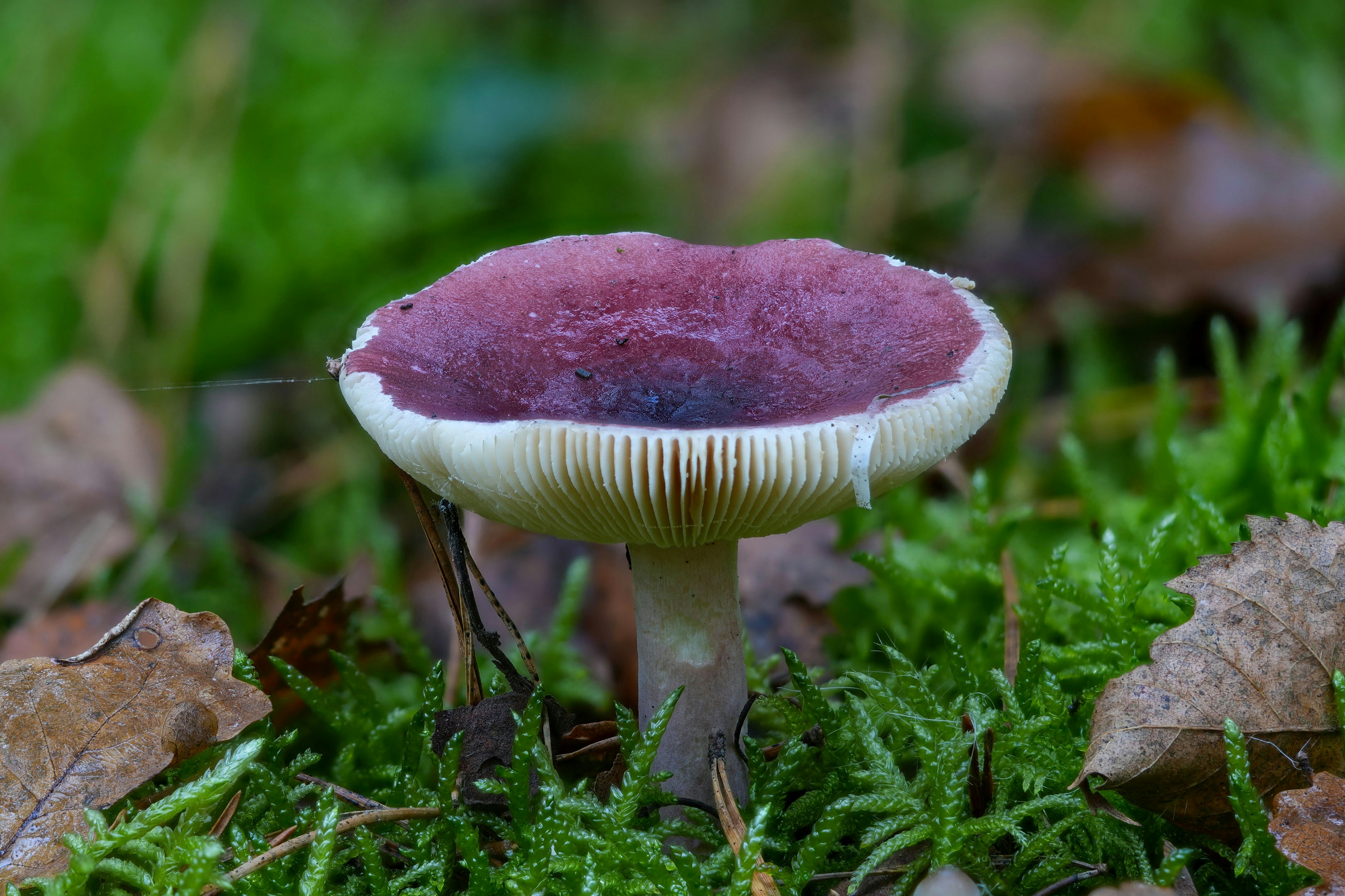 Red-capped mushroom amid emerald carpet