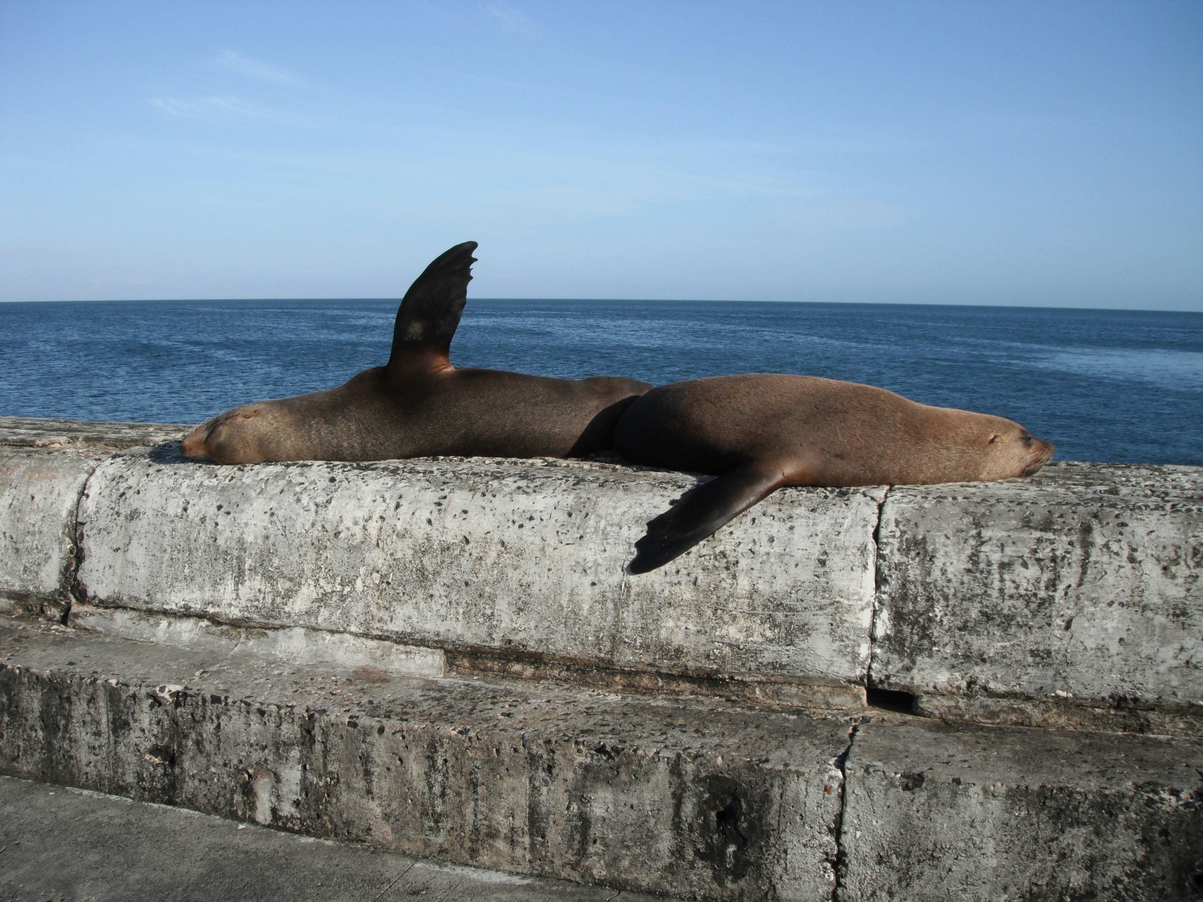 Two sea lions over a sun-warmed seawall under a clear blue sky