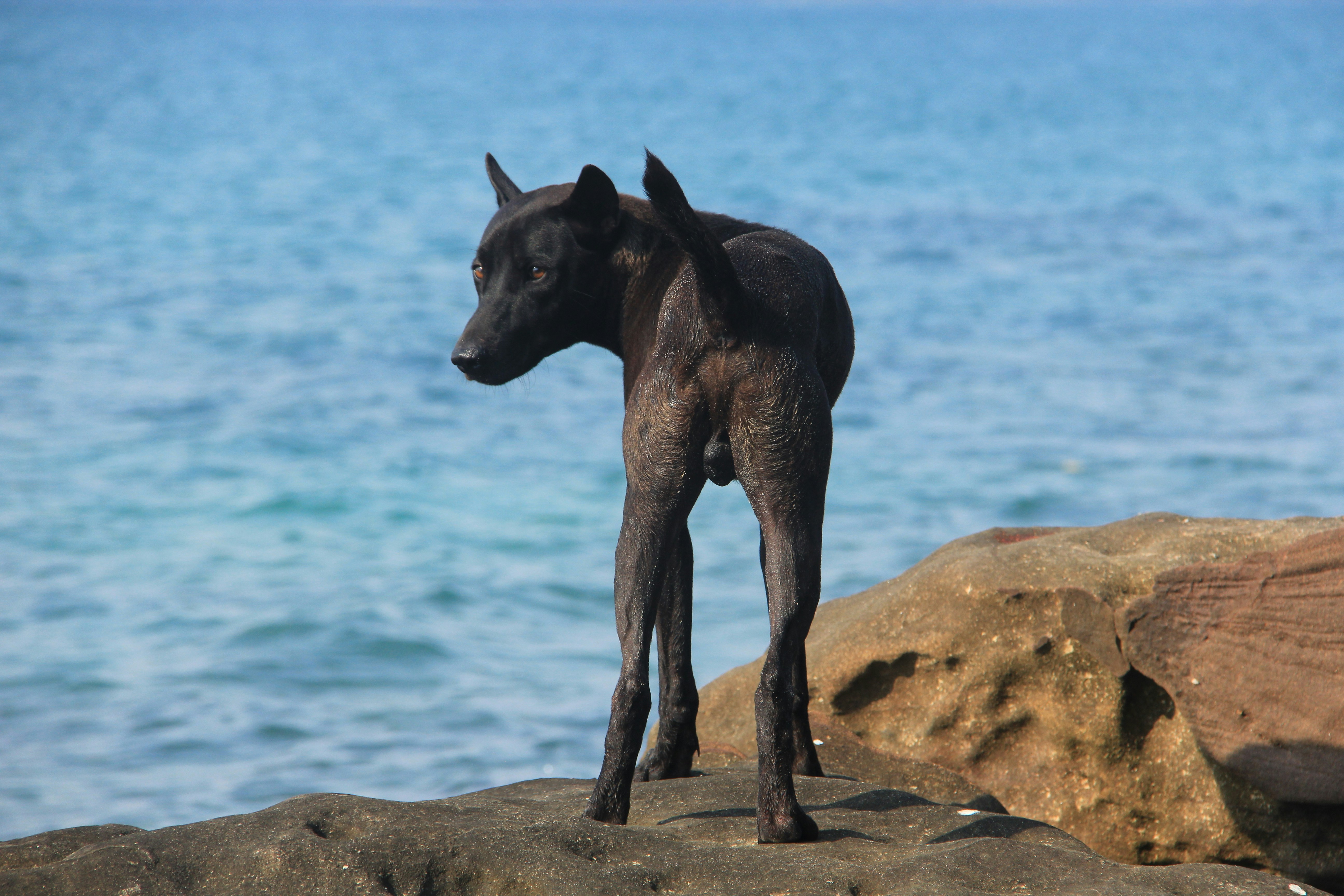 Island Sentinel: The Watchful Canine of Pineapple Island