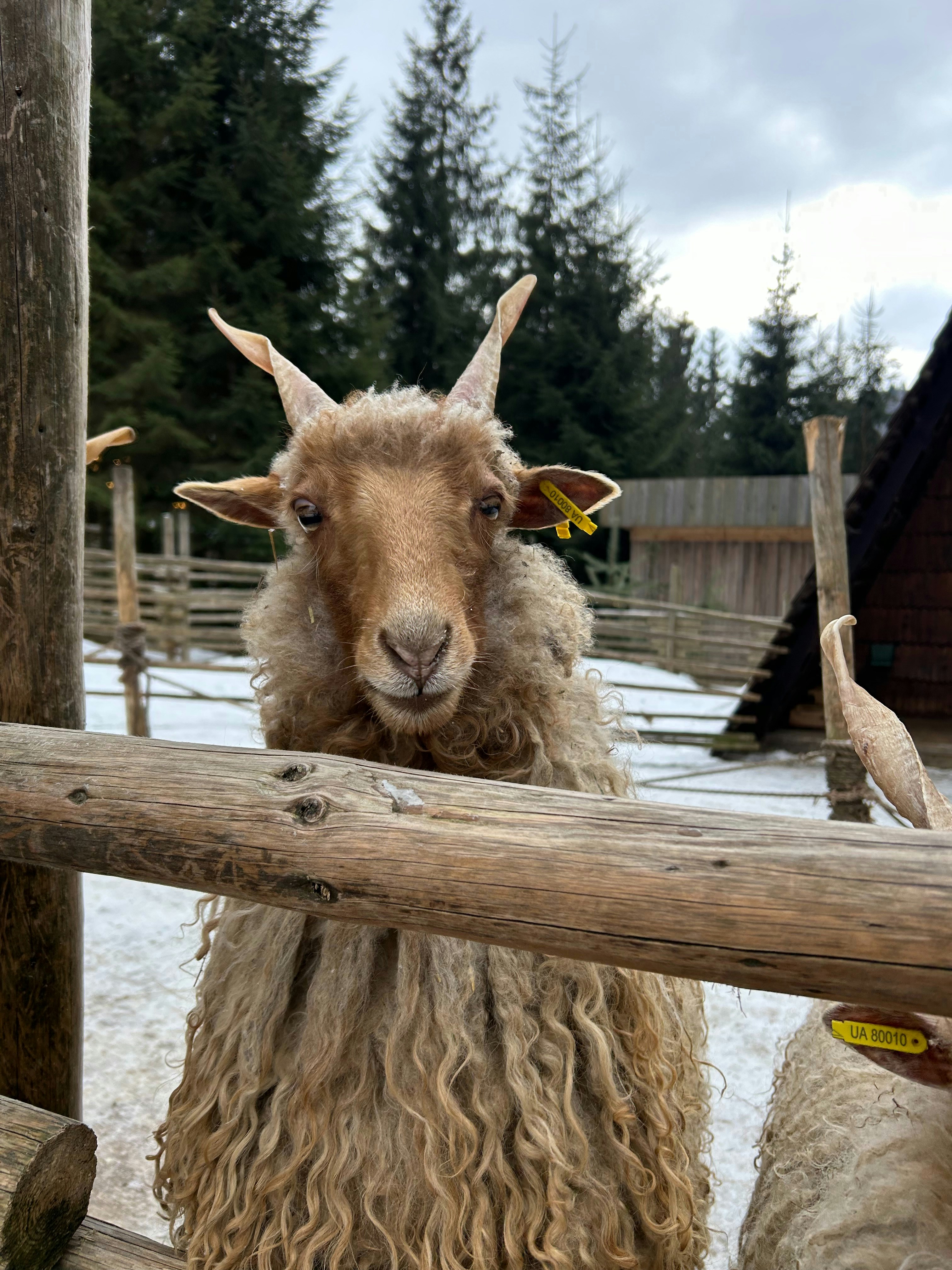 A close-up photograph of a sheep peering over a rustic wooden fence in a snowy farmyard.