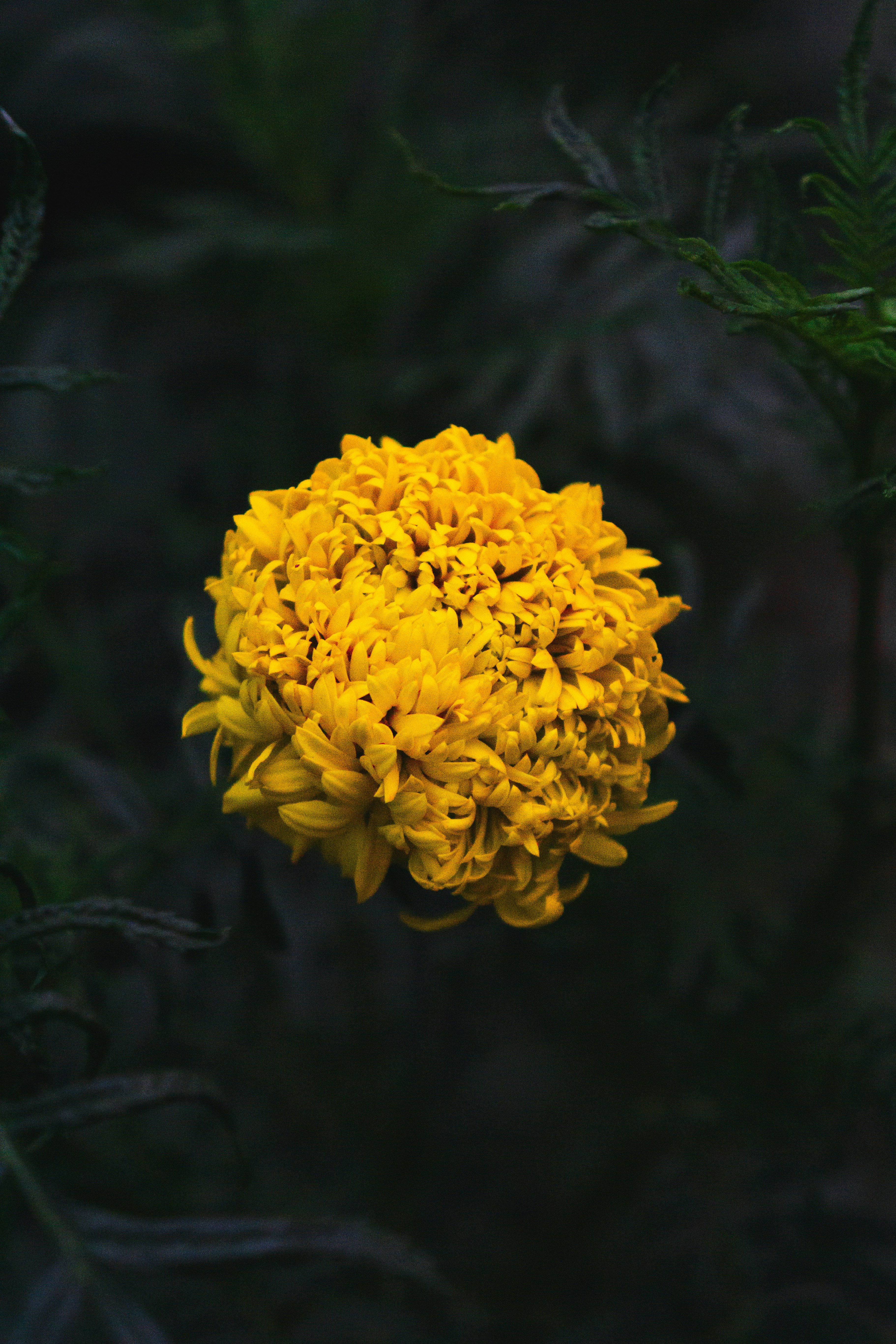 Photo by Honney Artkongharn with Sony Alpha 6000