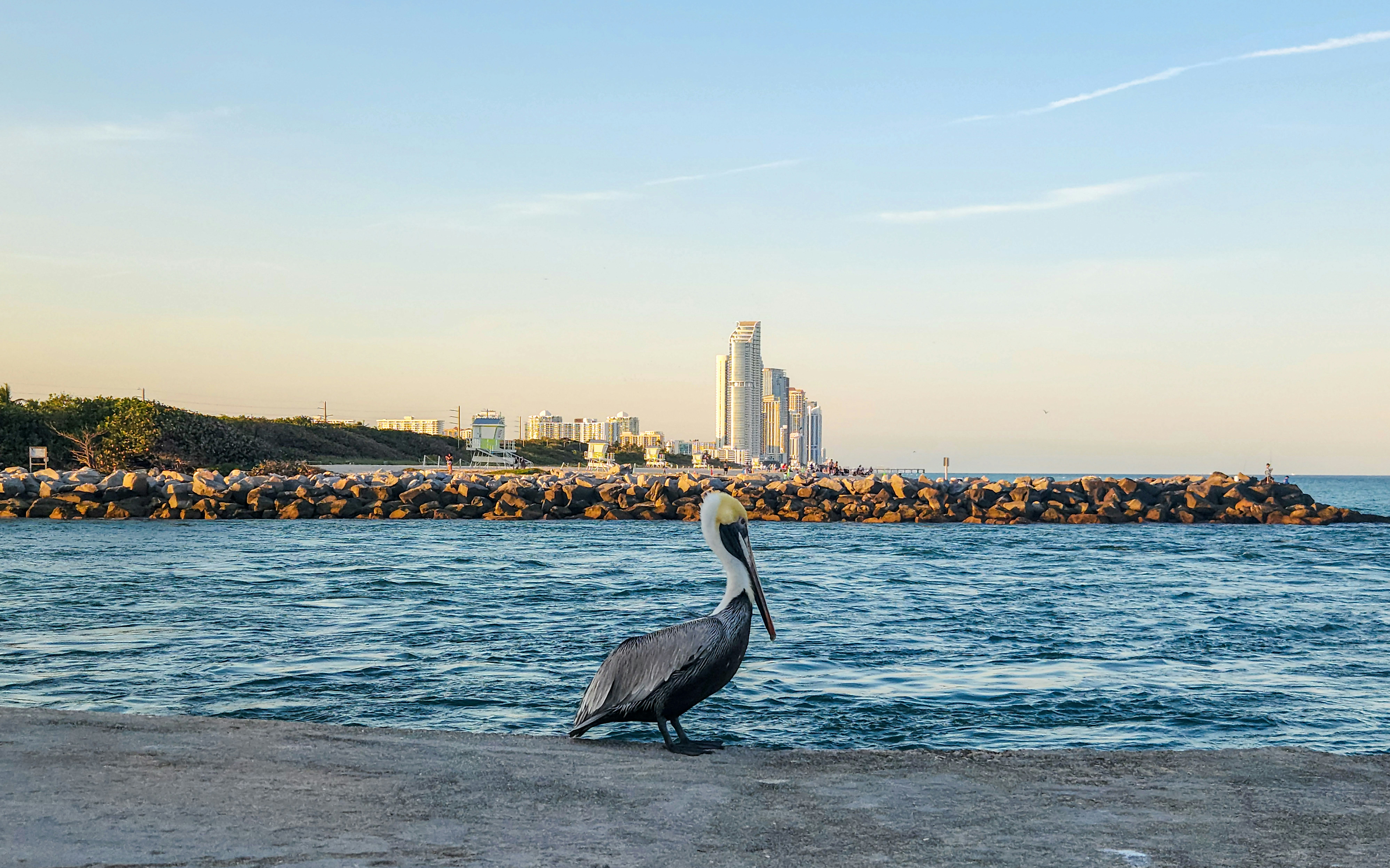 Eastern brown pelican perched by the ocean with Sunny Isles Beach skyline in the background.