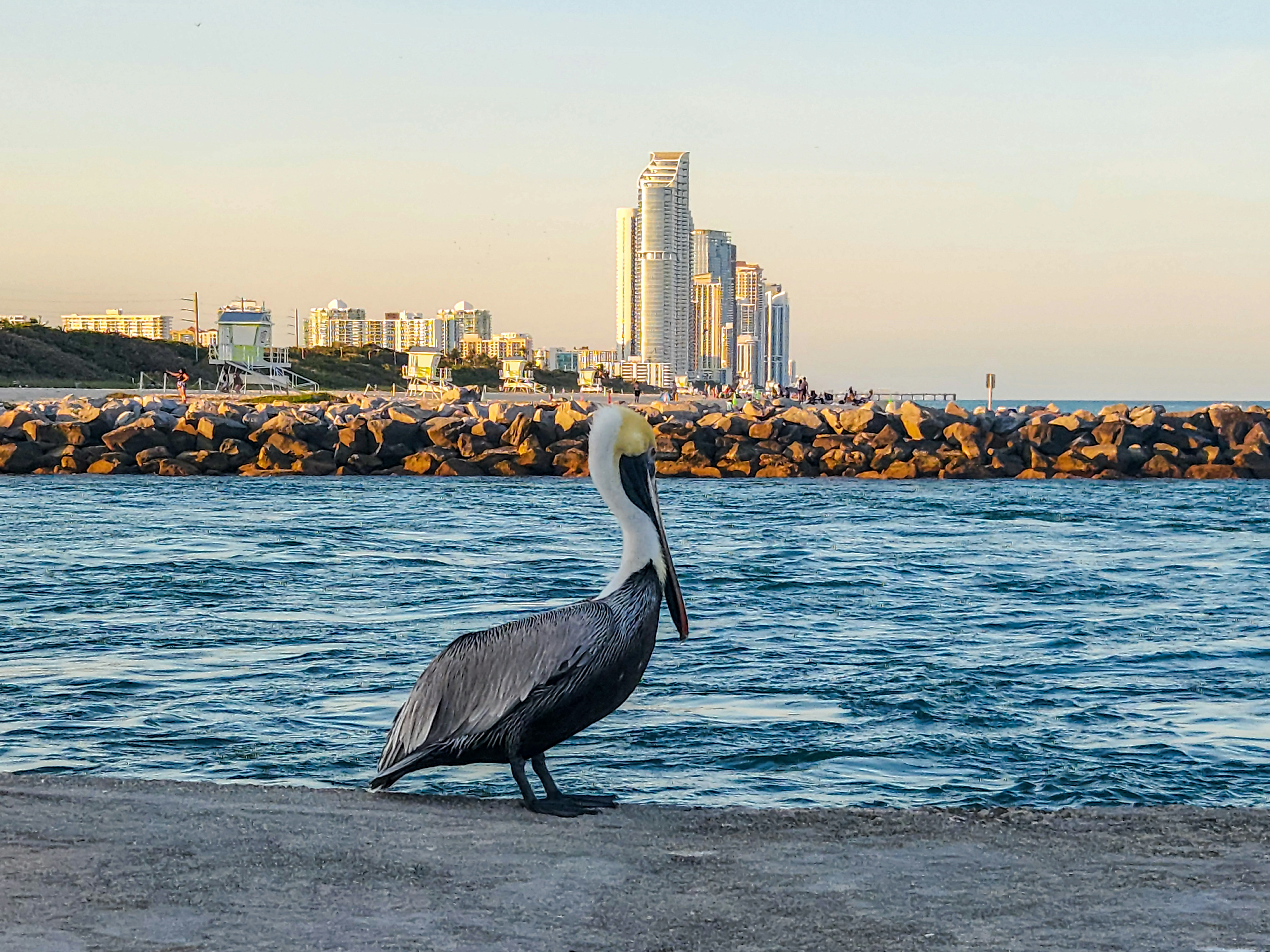 Eastern brown pelican stands on shoreline with cityscape of Sunny Isles Beach in the background.