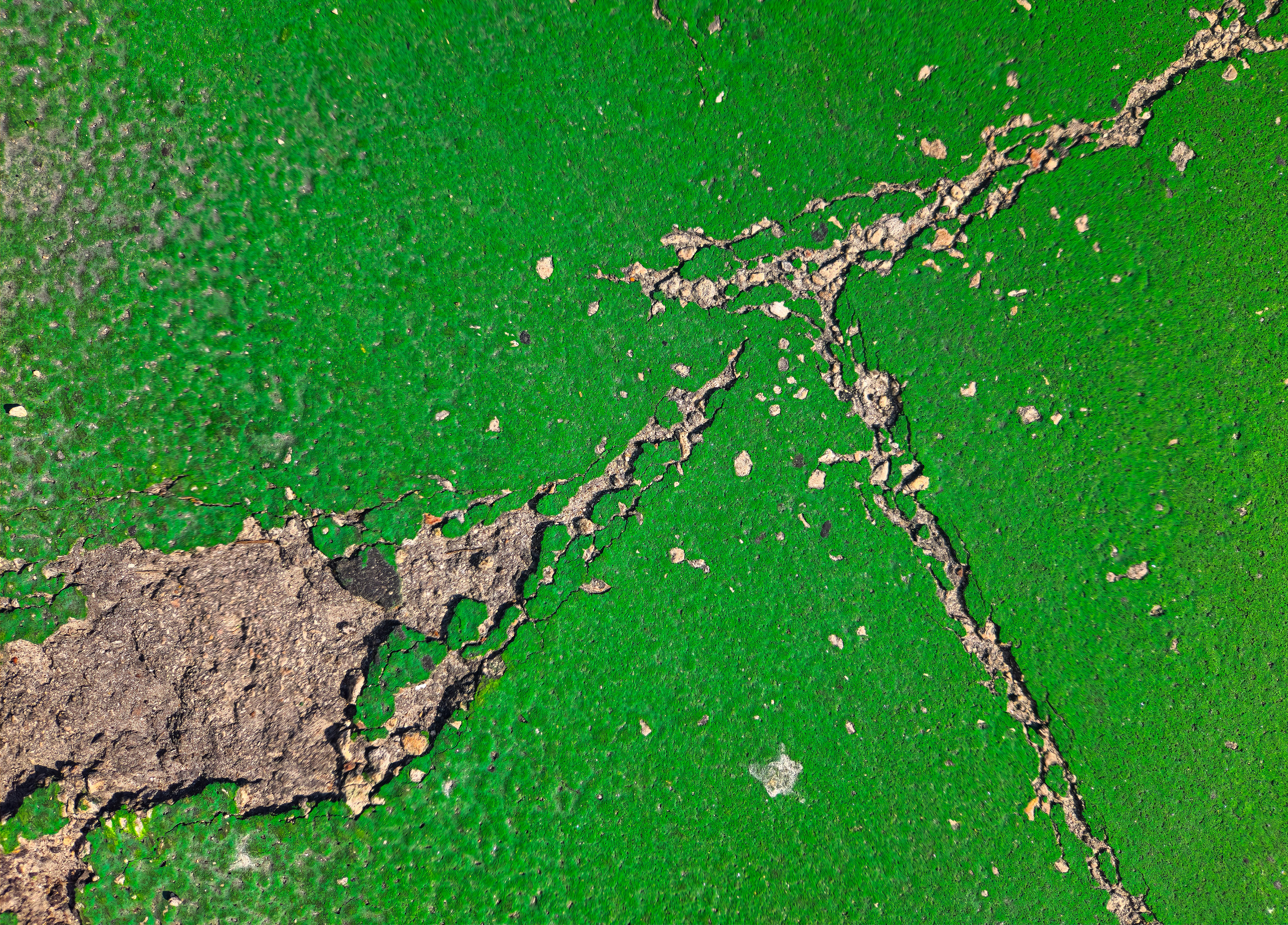 Verdant Fractures: Nature's Abstract Canvas