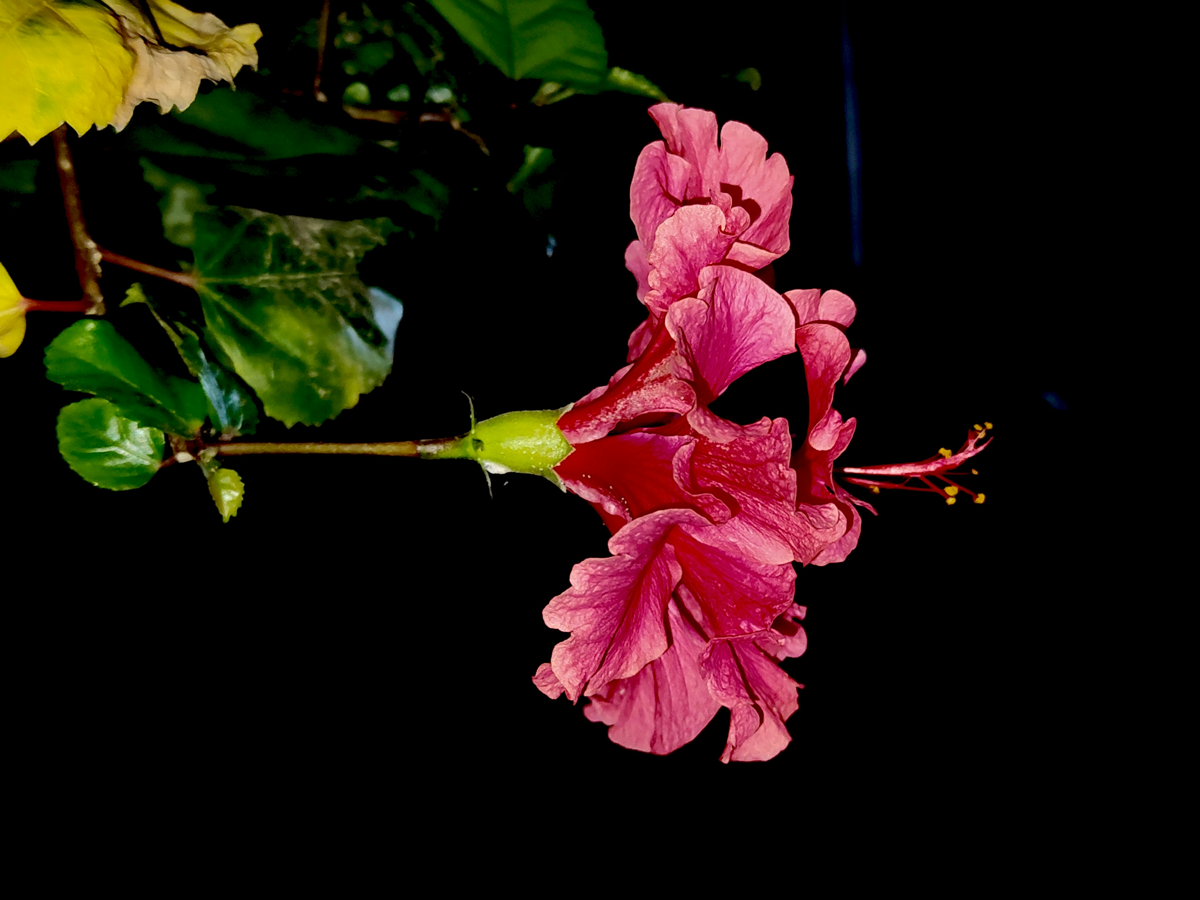 Pink hibiscus blossom on a branch against a black background, spotlighting saturated color and delicate petal texture.