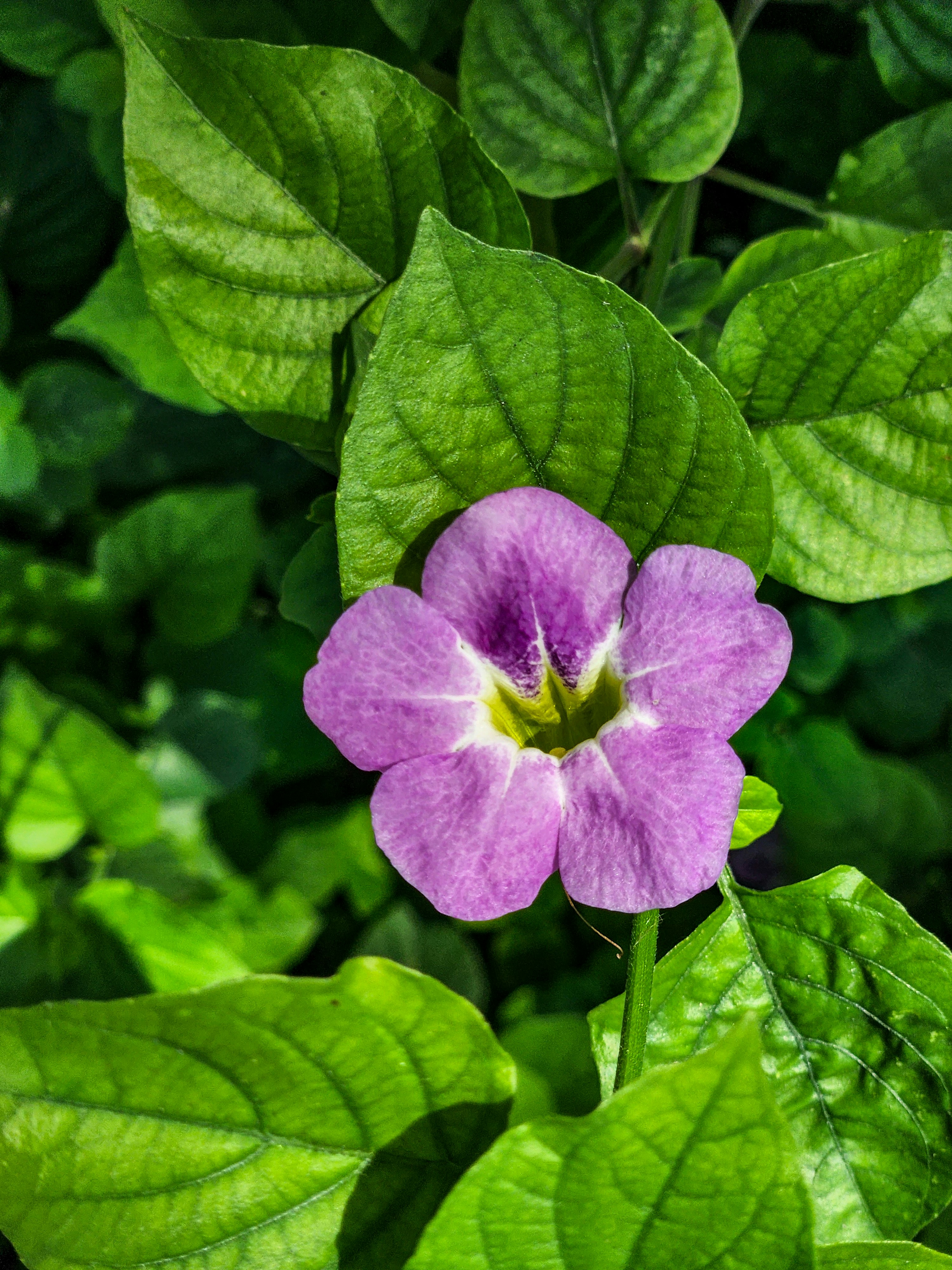 Asystasia gangetica, commonly known as creeping foxglove, is a fast-growing, evergreen ground cover vine with striking purple trumpet-shaped flowers. Native to tropical and subtropical regions, it thrives in warm climates, often used for erosion control on slopes and roadsides. This low-maintenance plant spreads quickly, forming a dense carpet of foliage and flowers that attract pollinators like bees and butterflies. Drought-tolerant and adaptable to coastal conditions, it is widely used in landscaping to add vibrant color to gardens, parks, and roadside greenery.