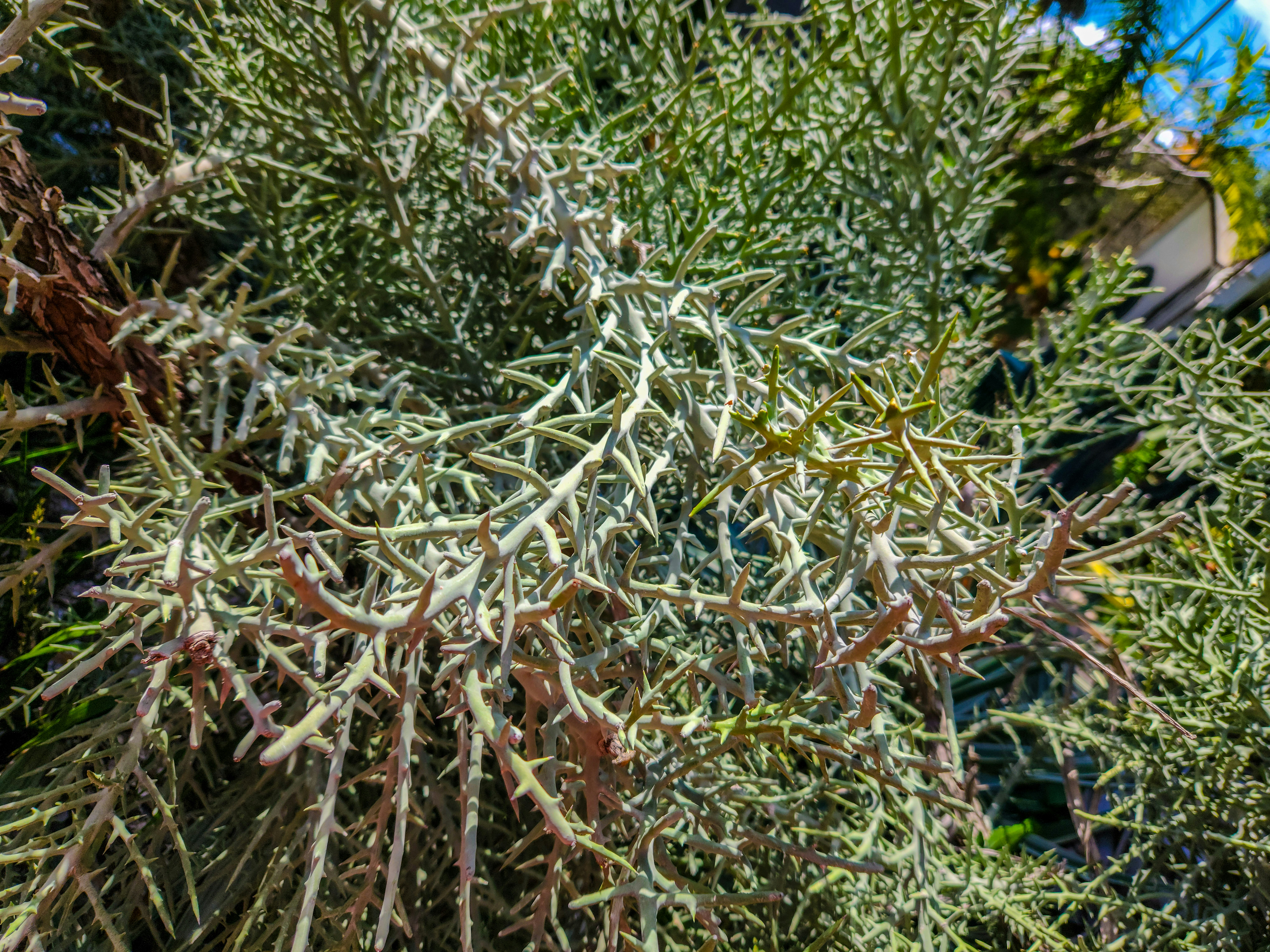 Silvery-green, spiny branches of Euphorbia stenoclada fill the frame.