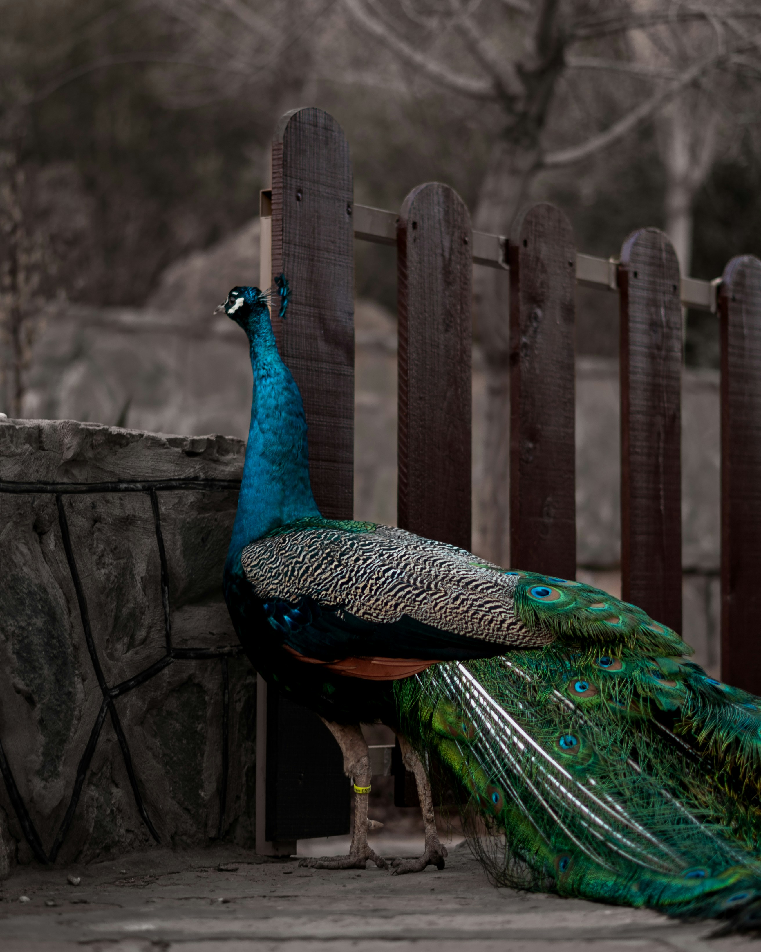Azure Crest by the Fence: a Peacock’s Quiet Parade