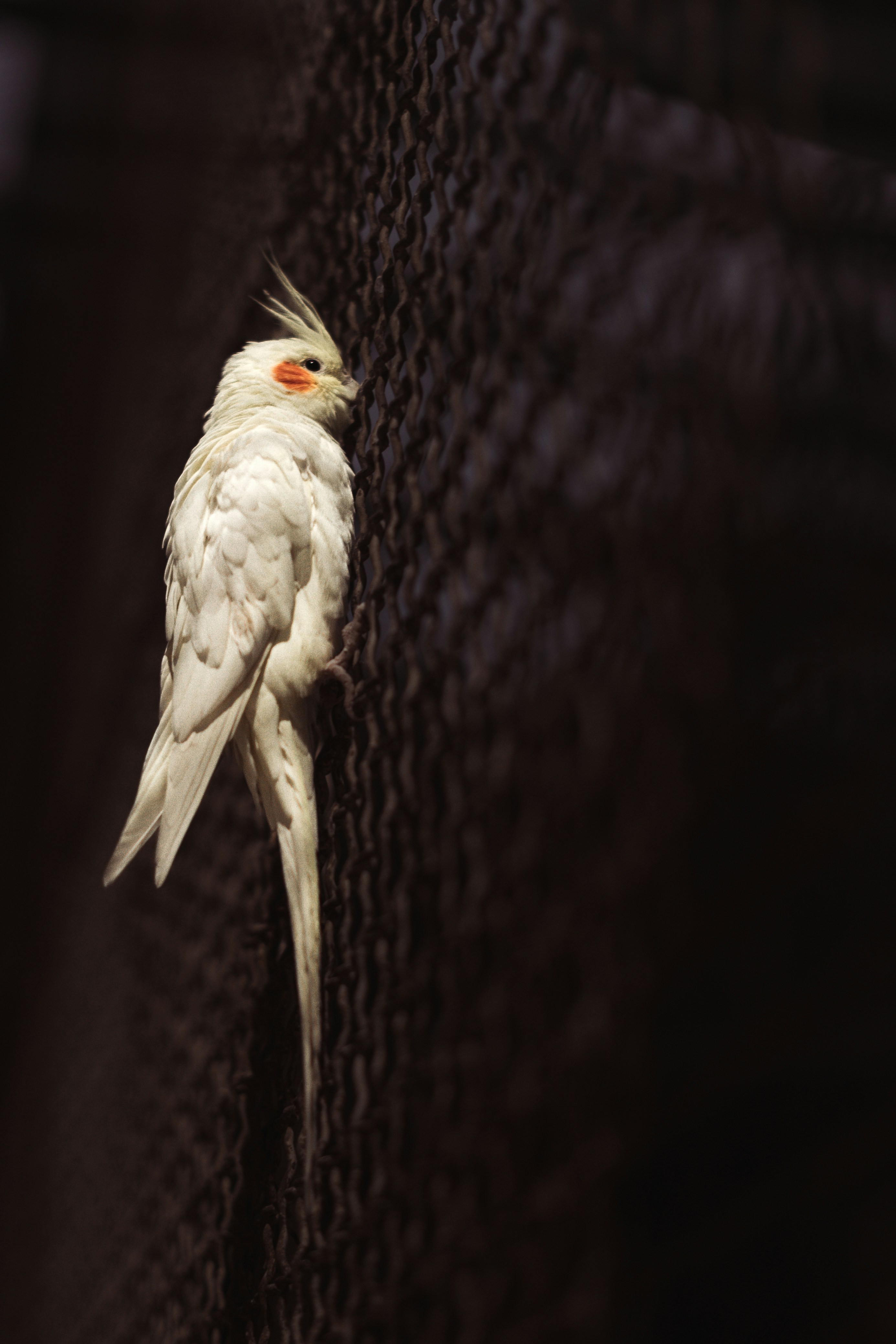 Crest and Contrast: White Cockatiel Clings to a Dark Textured Wall