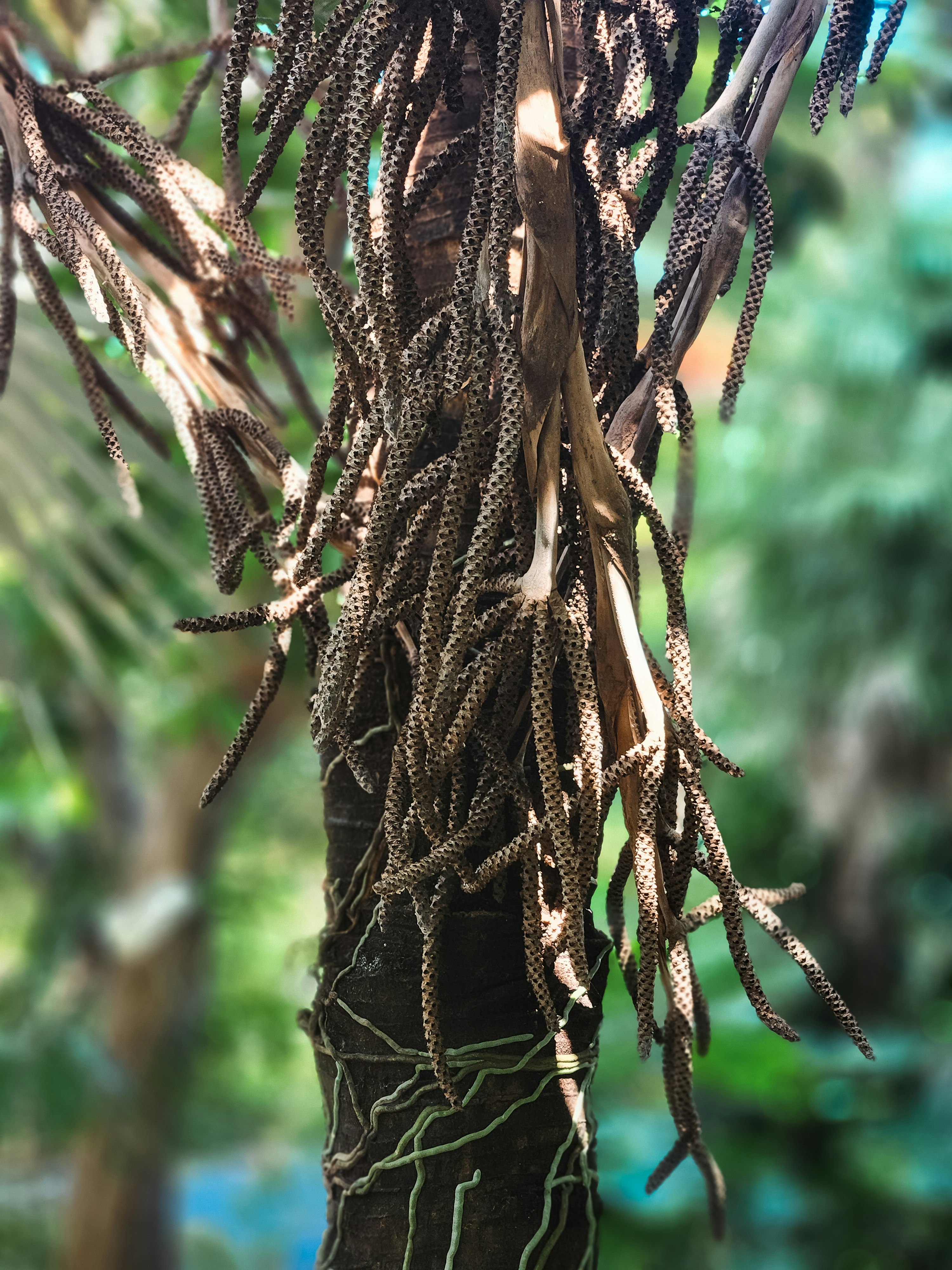 Aerial-root Lace on a Sunlit Trunk