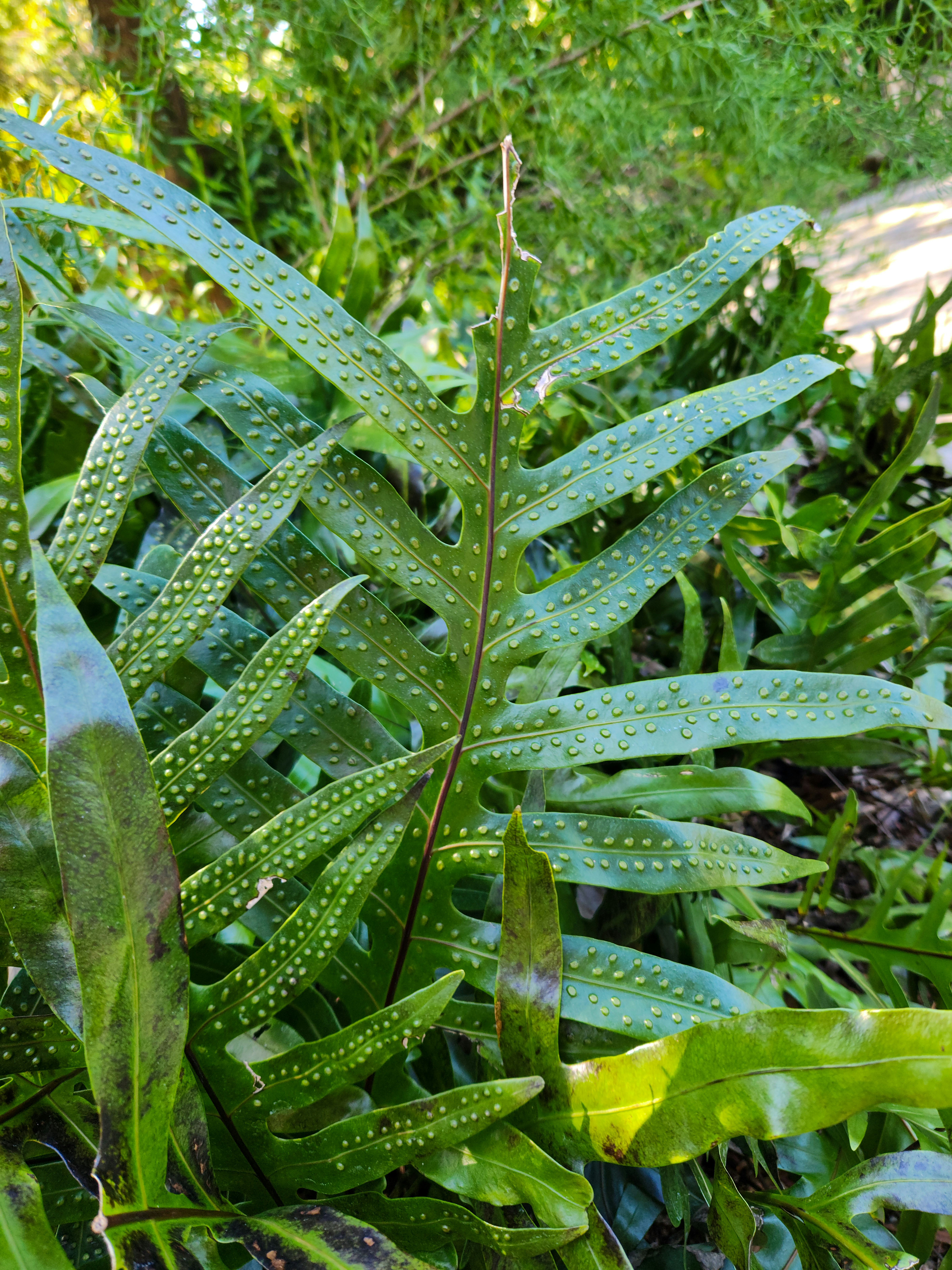 The Monarch fern is a decorative fern species known for its lush, vibrant foliage. It thrives in tropical environments and is often used as an ornamental plant in gardens and as a houseplant. Its fronds are typically a deep green, creating a dense and attractive display. This low-maintenance fern is well-suited for shaded areas, making it an ideal choice for indoor spaces or under tree canopies in gardens. Known for its resilience and ability to thrive in less direct sunlight, it adds a touch of greenery to various environments.
