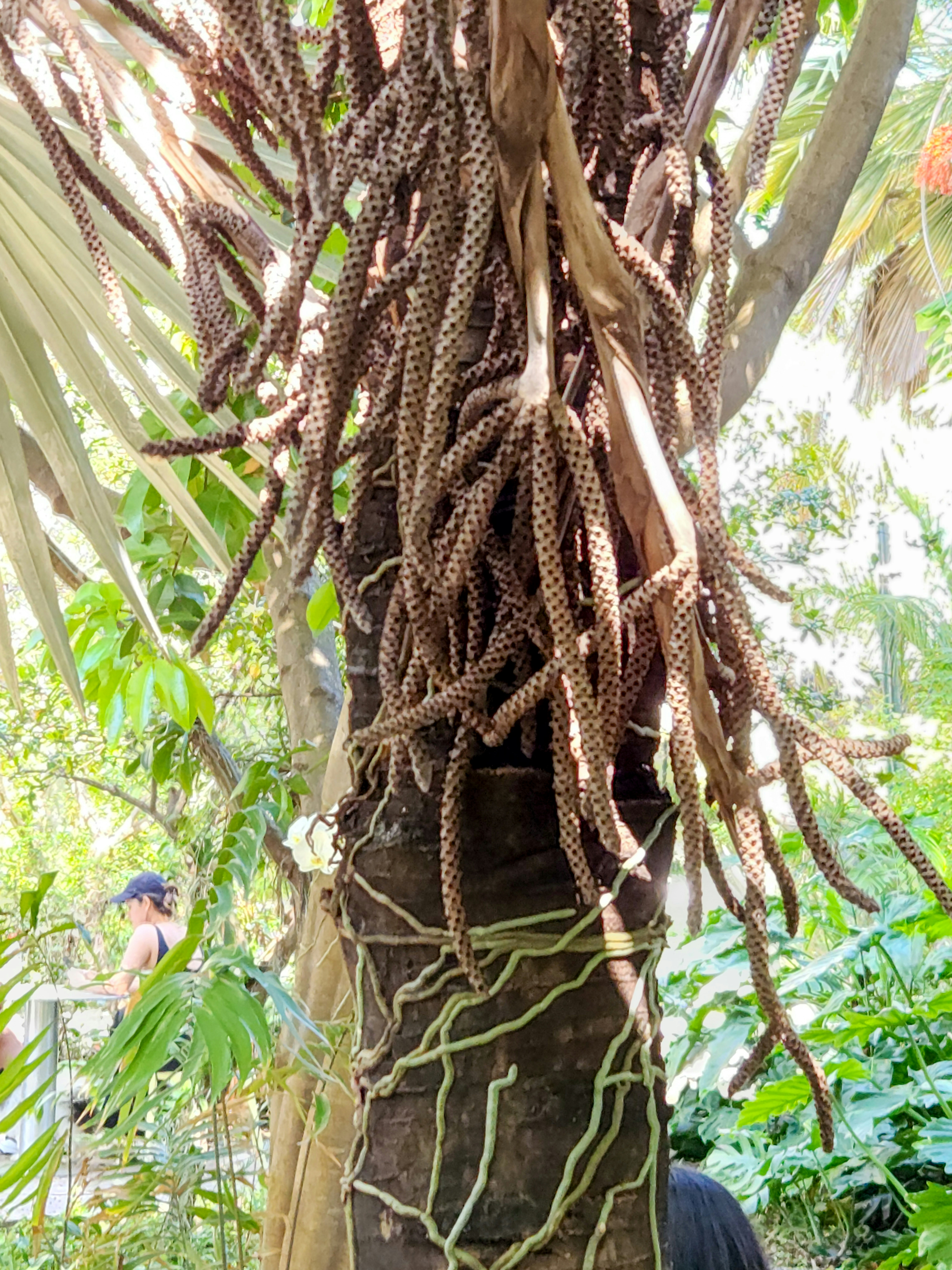 Latania loddigesii, also known as the Latania palm, is a tropical palm native to Madagascar. Its inflorescence features staminate (male) flowers, which are small, yellow, and arranged along long, thread-like flower stalks (rachises). These rachises resemble ropes and hold the flowers in dense clusters. The ornamental palm is prized for its elegant form and feathery fronds. Latania loddigesii thrives in tropical climates and is often used in landscaping, contributing to the biodiversity of tropical ecosystems through its unique flower structure.