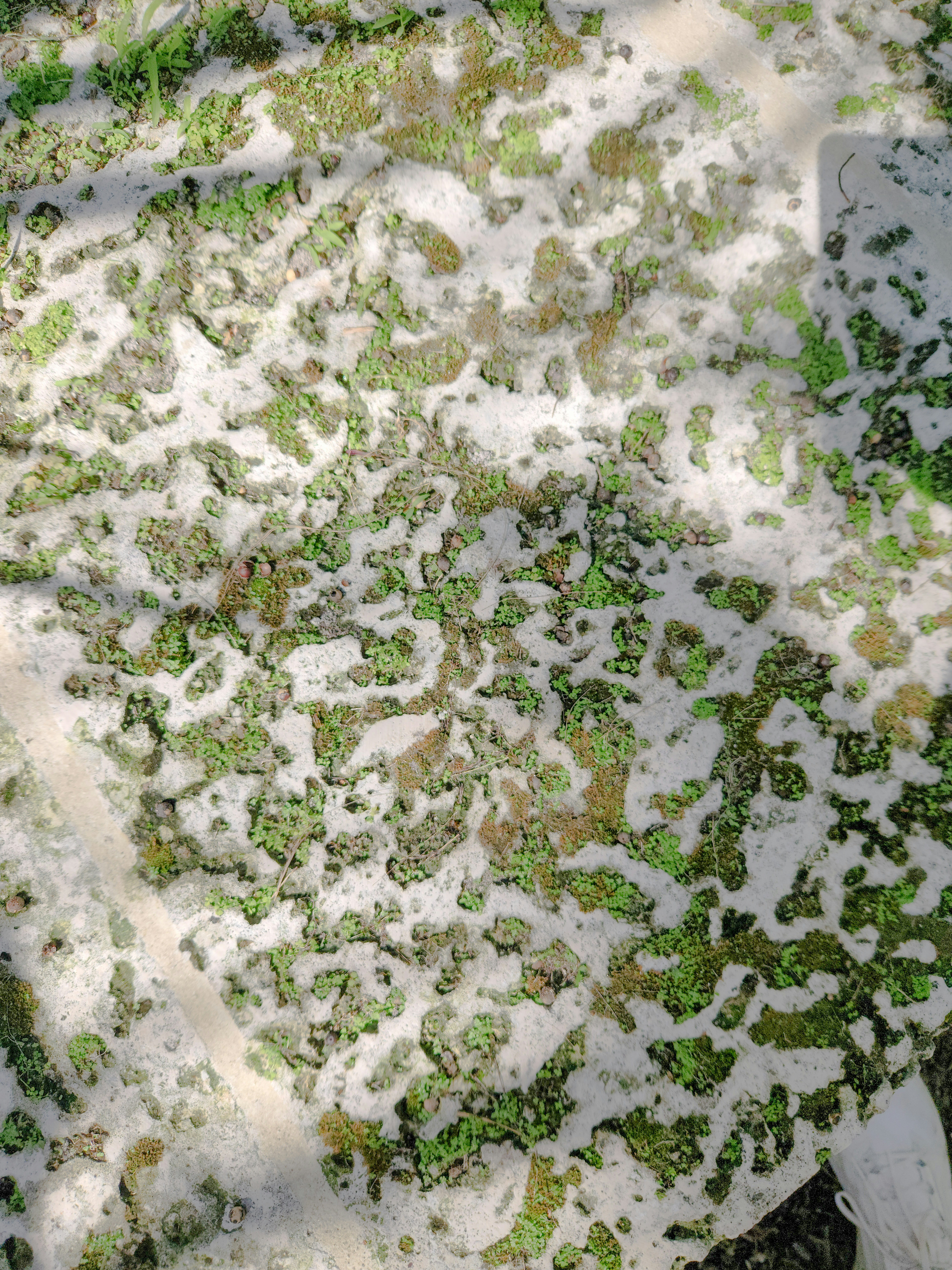 Green algae growing on a rock is a common sight in coastal ecosystems or freshwater environments, where algae thrive in moist, nutrient-rich conditions. The algae often form dense colonies on rock surfaces, creating a vibrant green coating. These algal growths contribute to the biodiversity of the area by providing habitat and food for small organisms. Green algae also play an important role in aquatic ecosystems, helping to maintain the ecological balance by absorbing excess nutrients and producing oxygen.